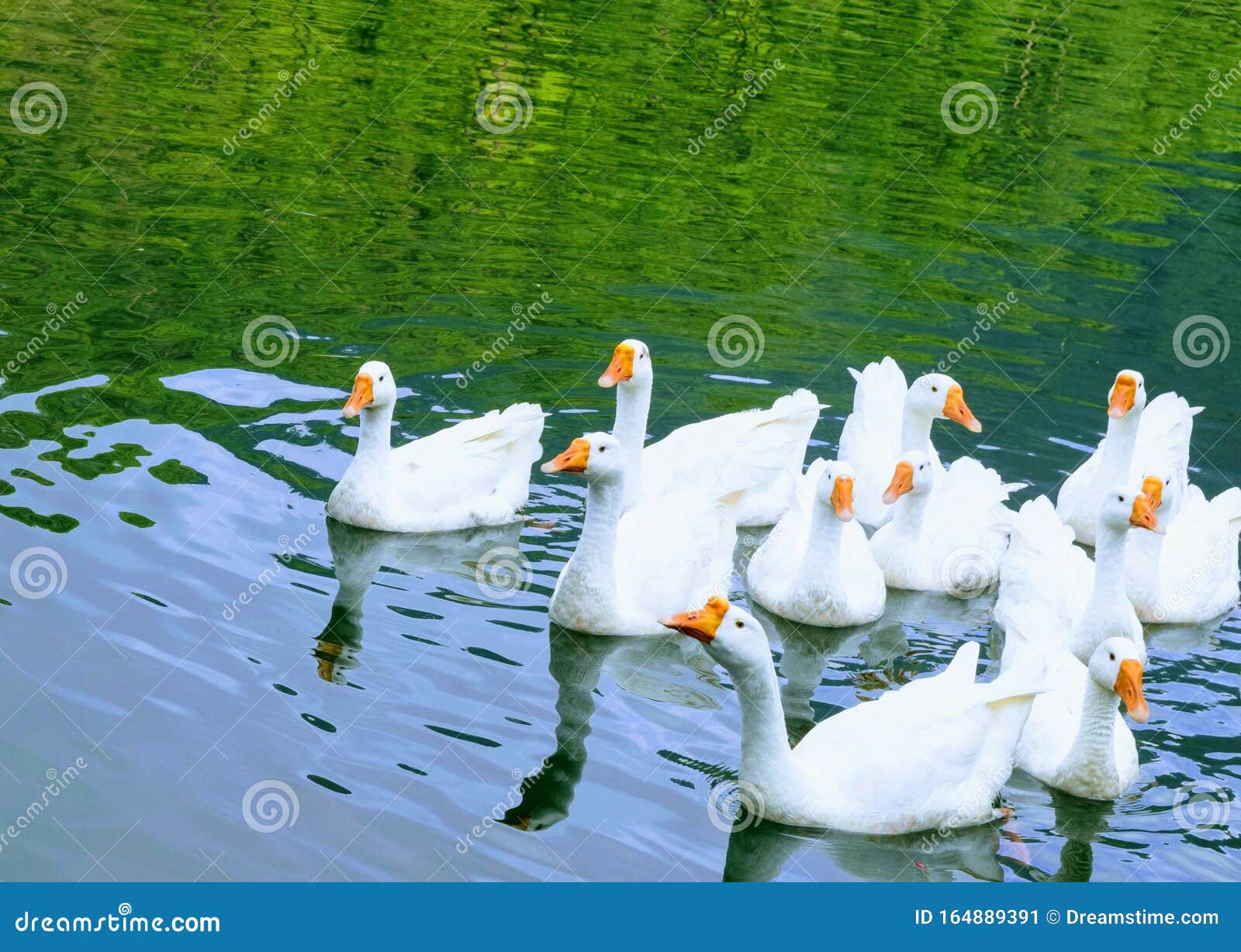 Many Ducks Are In The Water At Travertines Of Pamukkale Or Thermal ...