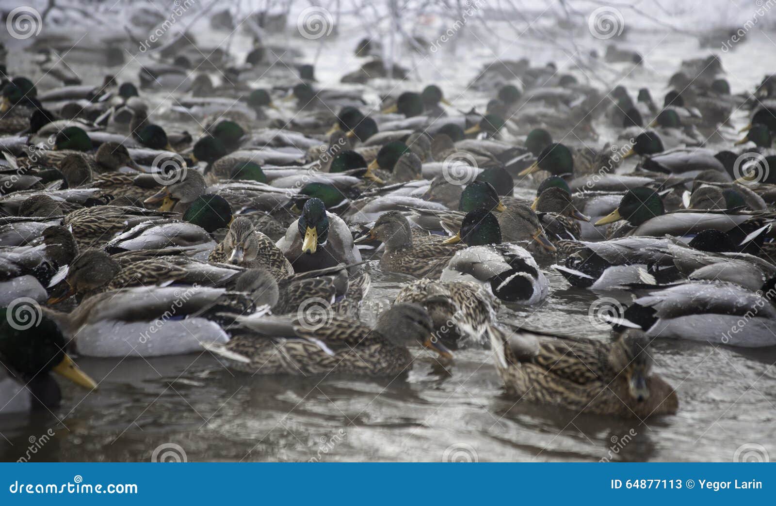 Many ducks in winter pond stock image. Image of beak - 64877113