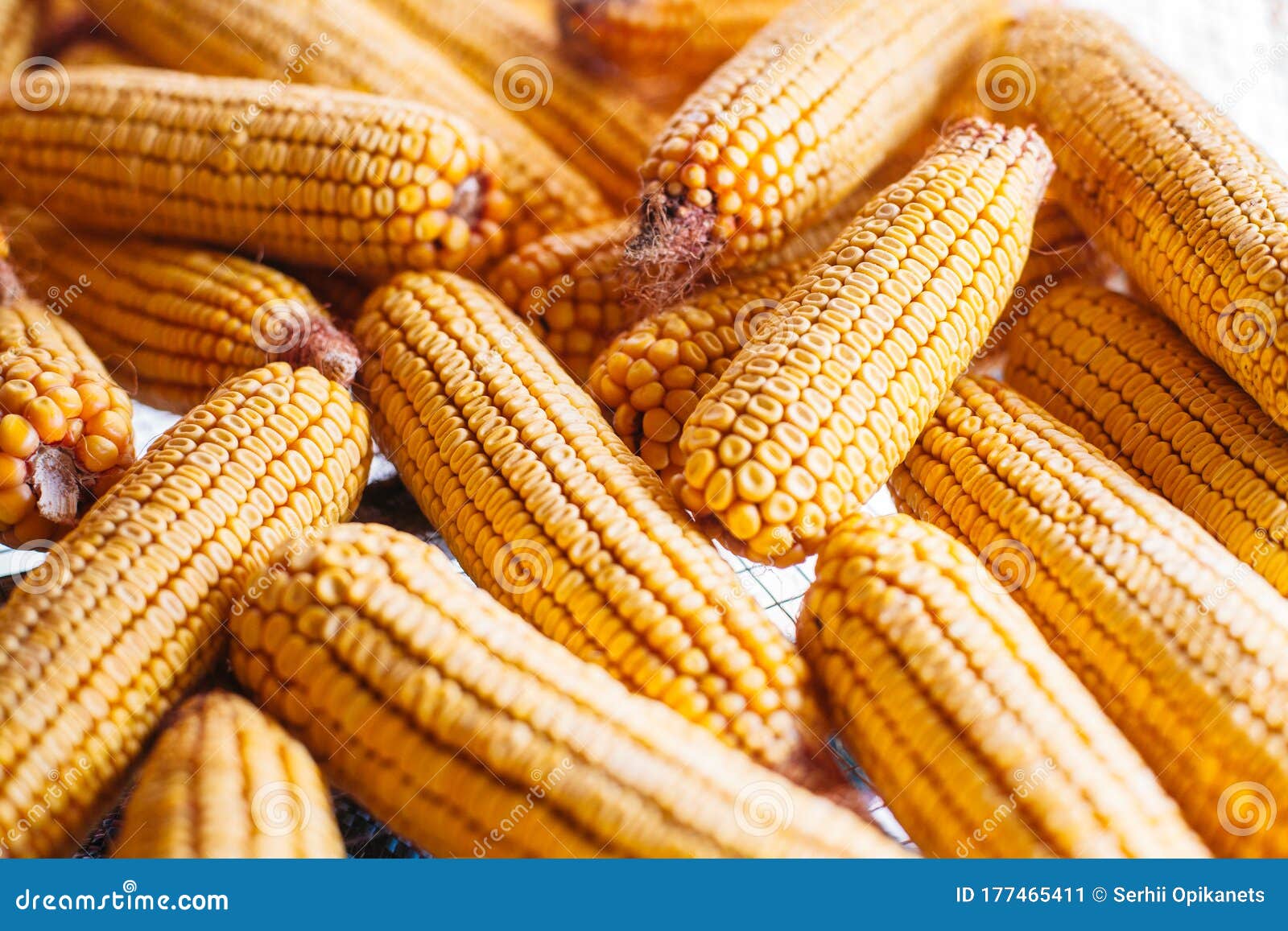Many Ears of Yellow Dry Corn in the Sunlight. Corn Storage Stock Image ...