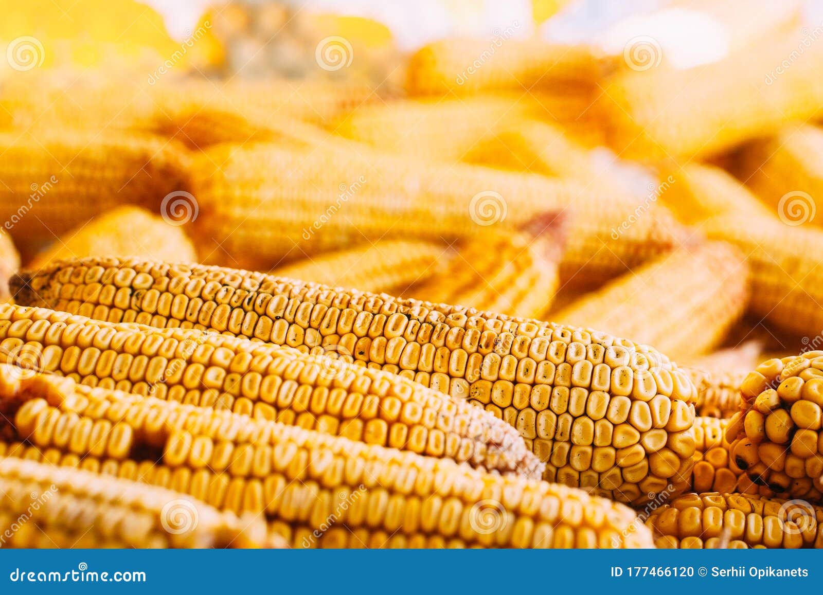 Many Ears of Yellow Dry Corn in the Sunlight. Corn Storage Stock Photo ...