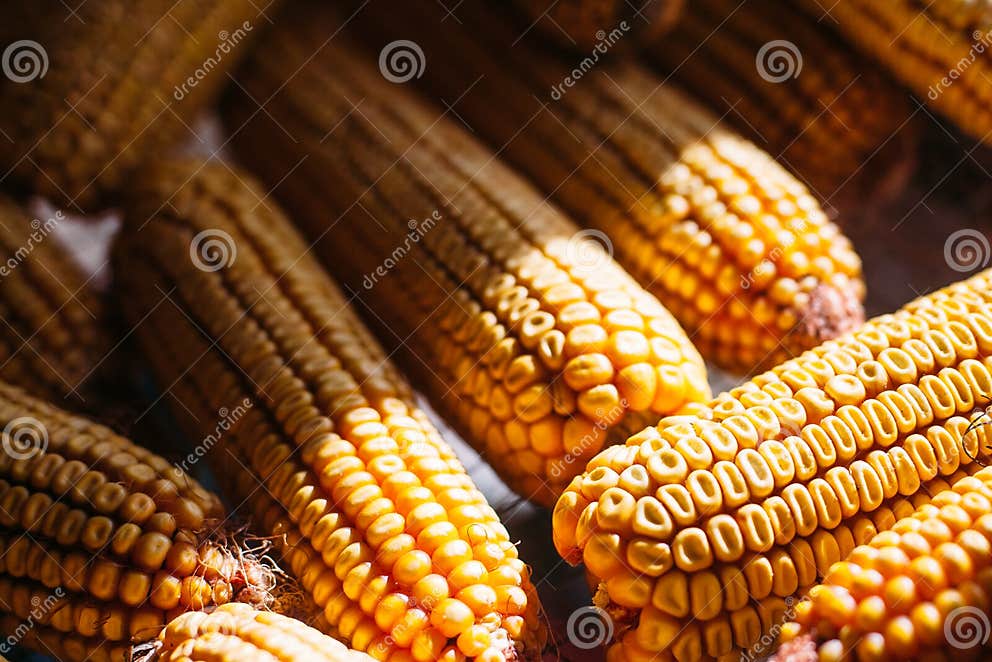 Many Ears of Yellow Dry Corn in the Sunlight. Corn Storage Stock Photo ...