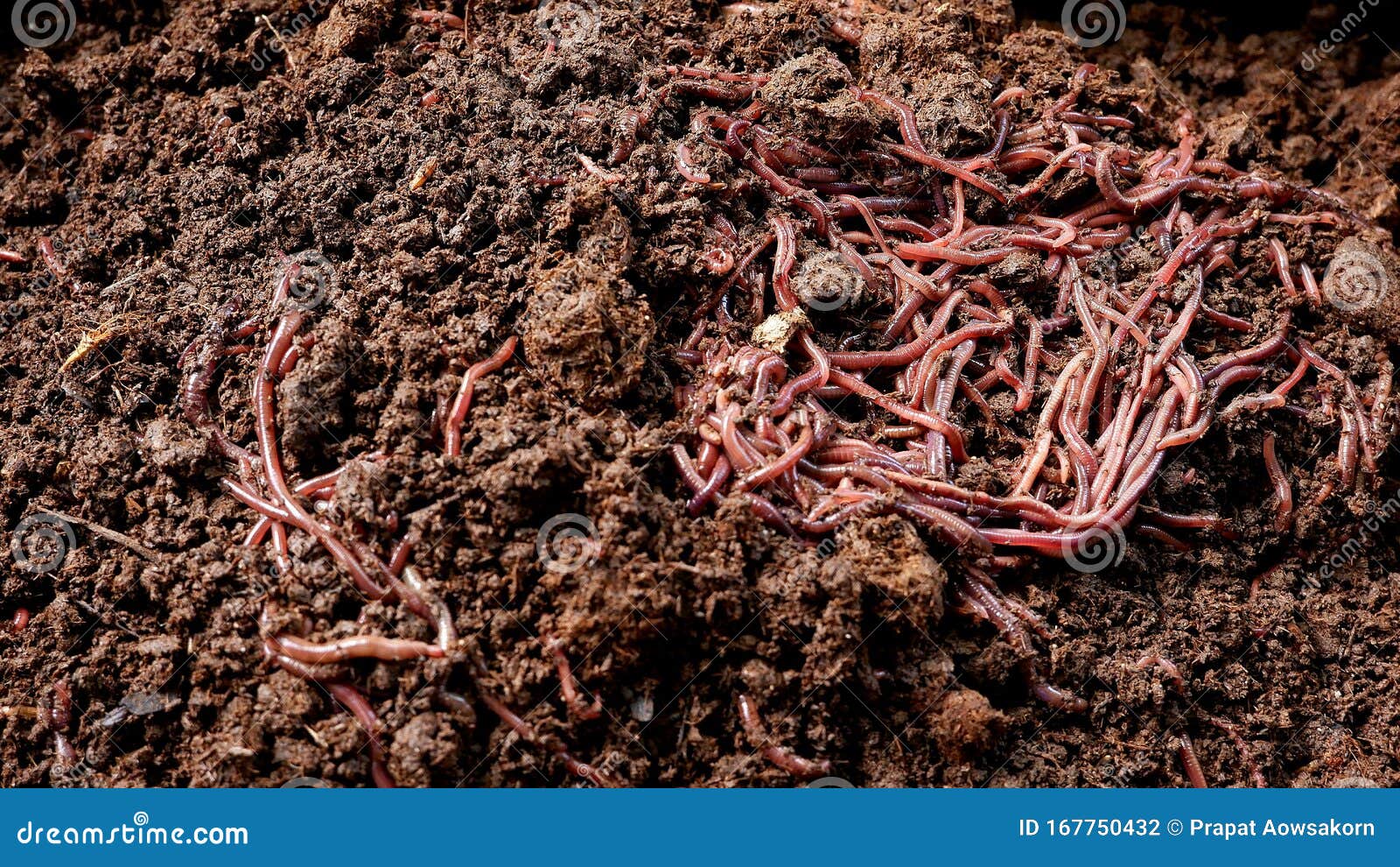 Many Earthworms with Soil in Black Plastic Container Stock Photo ...