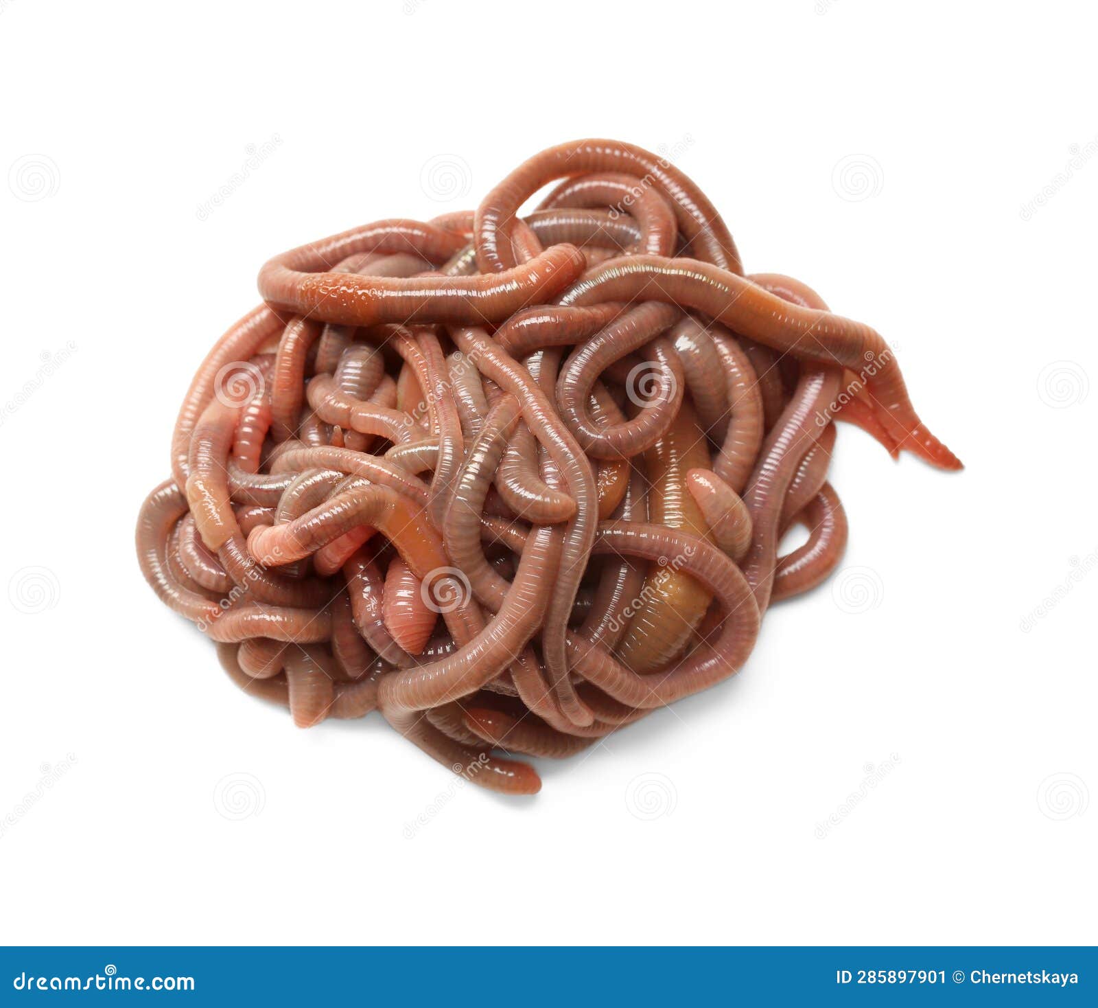 Many Earthworms on White Background, Top View. Terrestrial ...