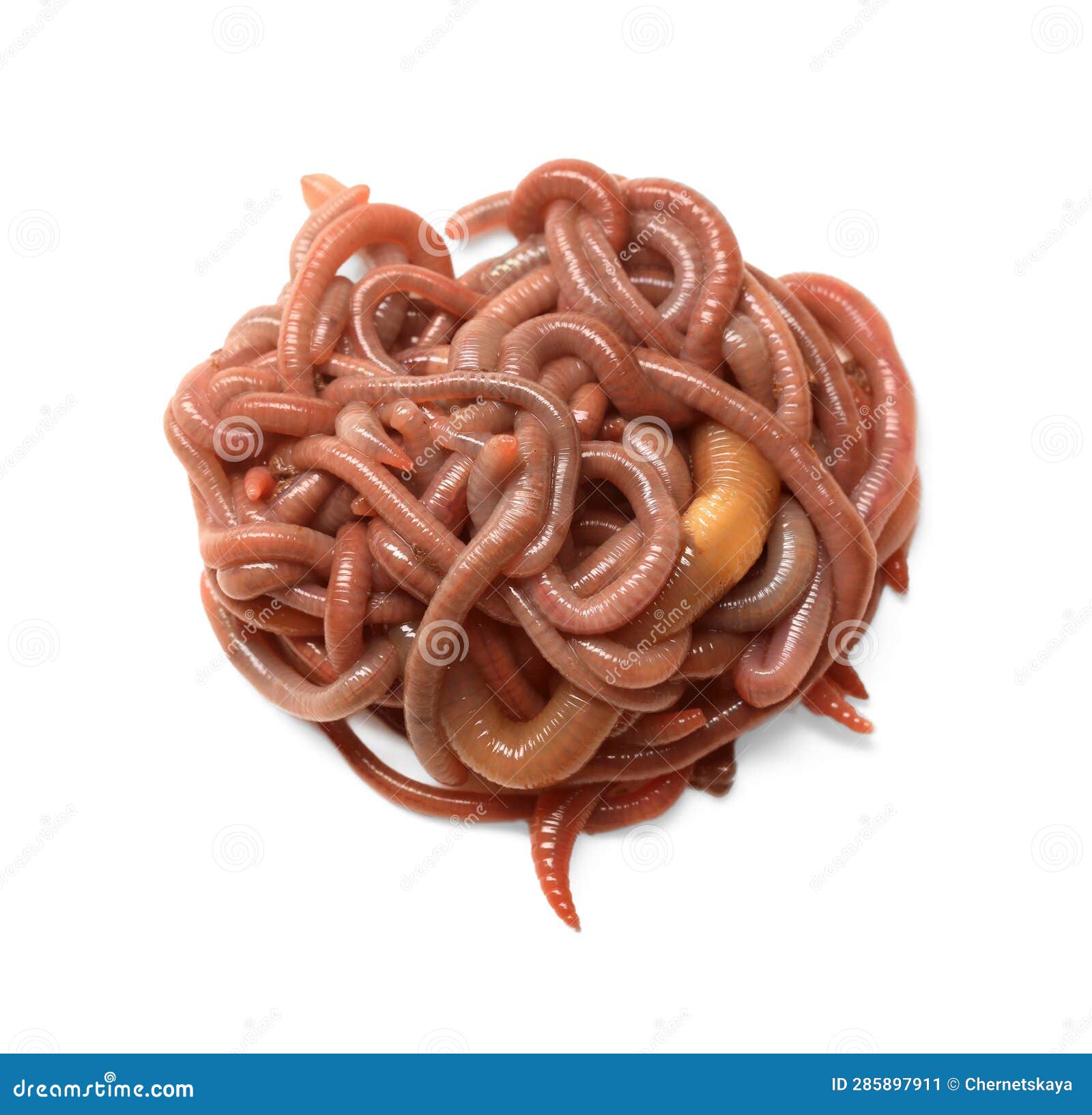 Many Earthworms on White Background, Top View. Terrestrial ...