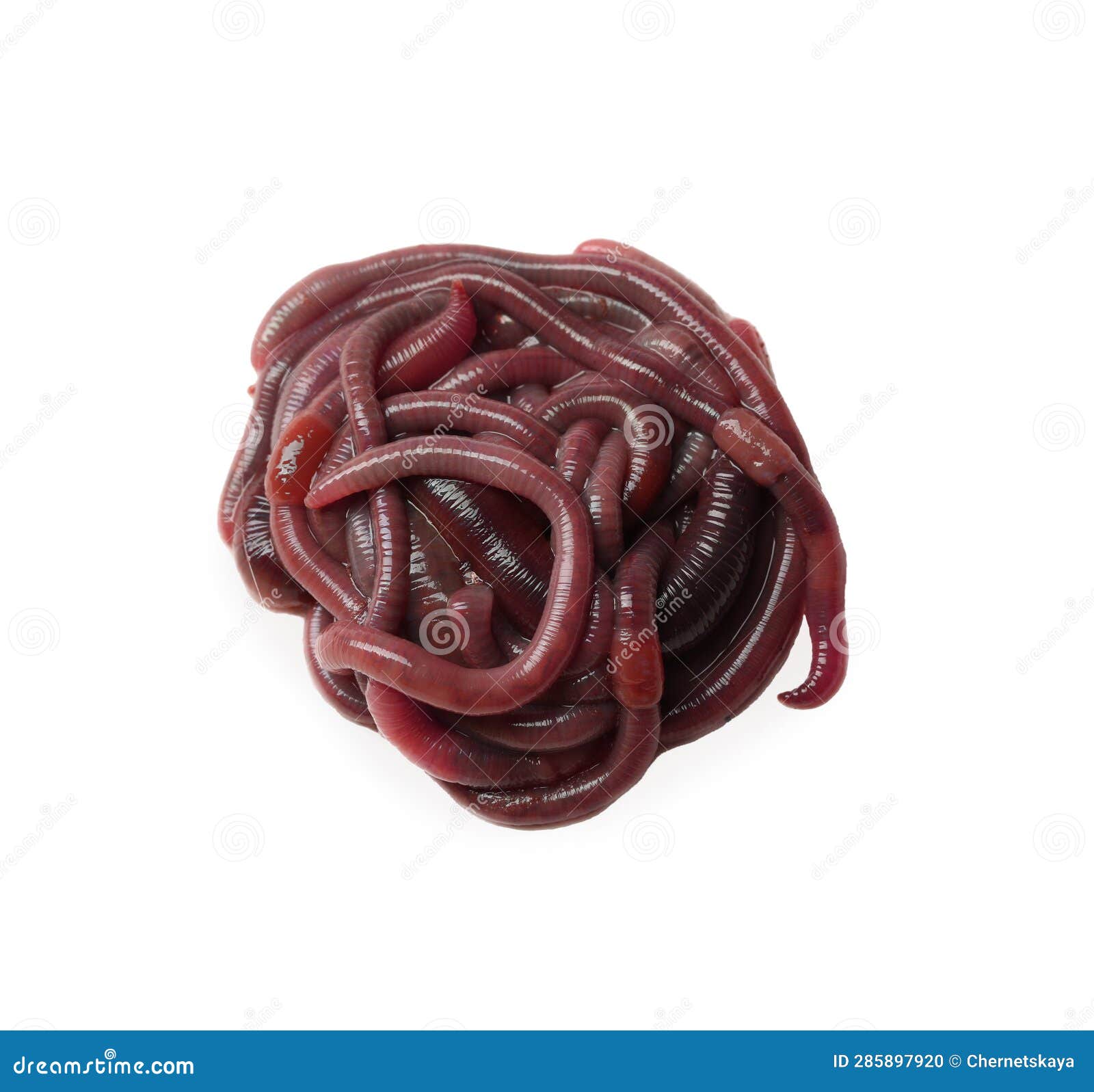 Many Earthworms on White Background, Top View. Terrestrial ...