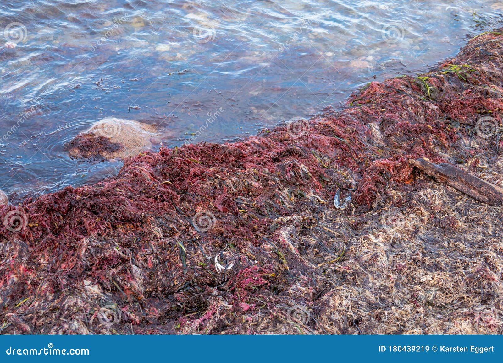 Many Ed Algae are Washed Up on the Beach of the Baltic Sea Stock Image ...