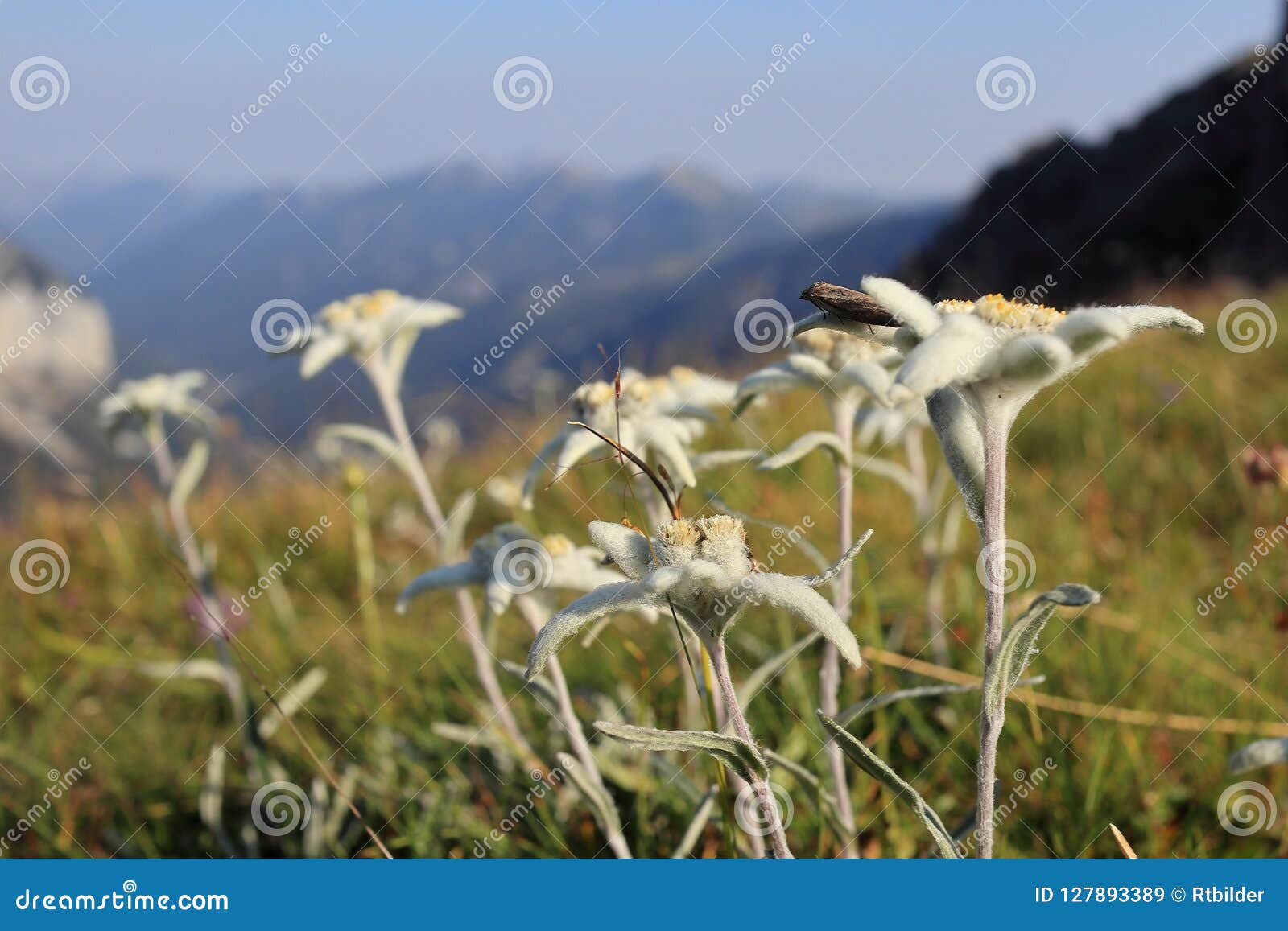 Many Edelweiss - Flowers on a Field Stock Image - Image of europe ...