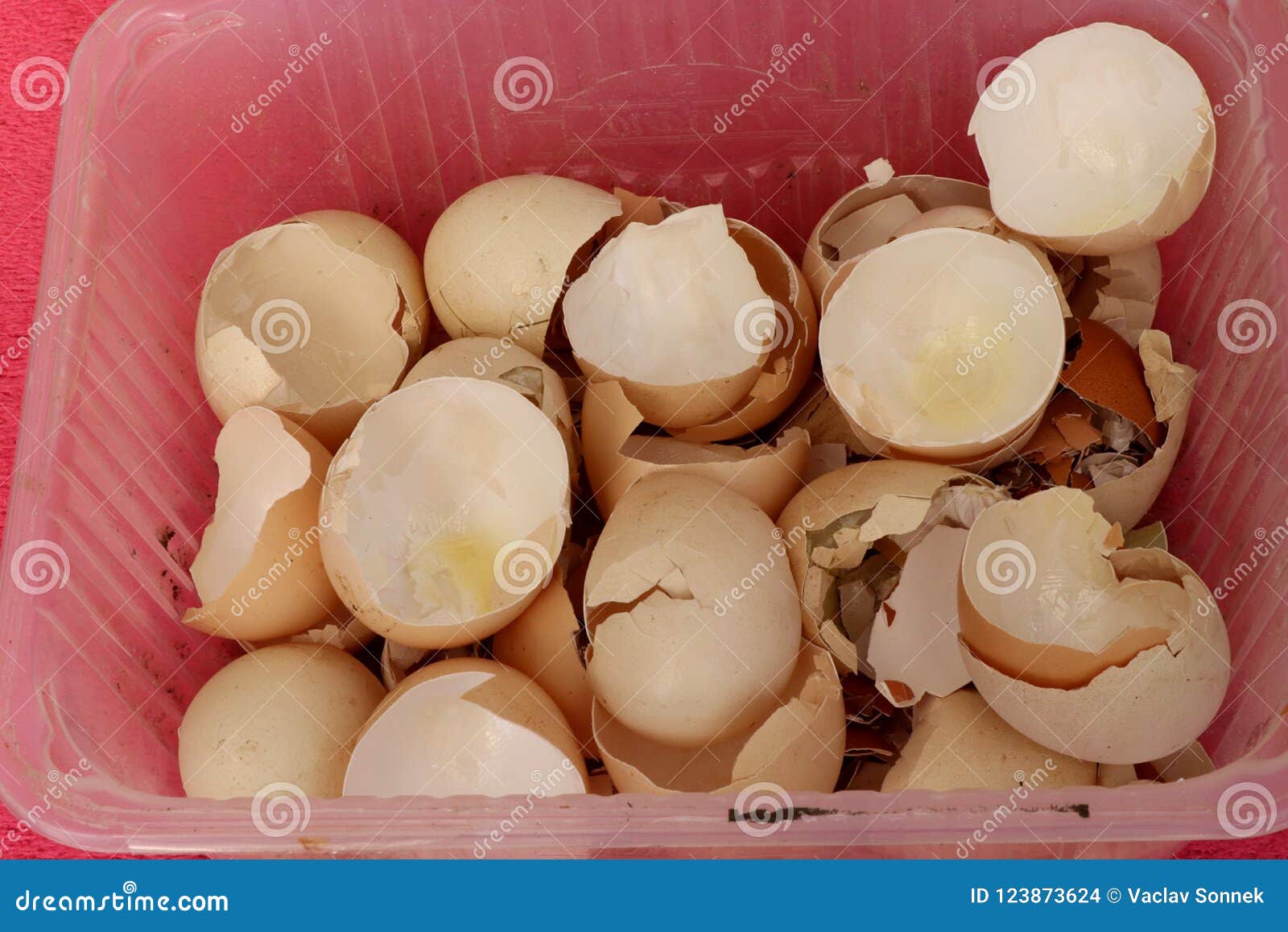 A Many Egg Shell in Plastic Bowl for Feed or for Destroy. Stock Photo ...