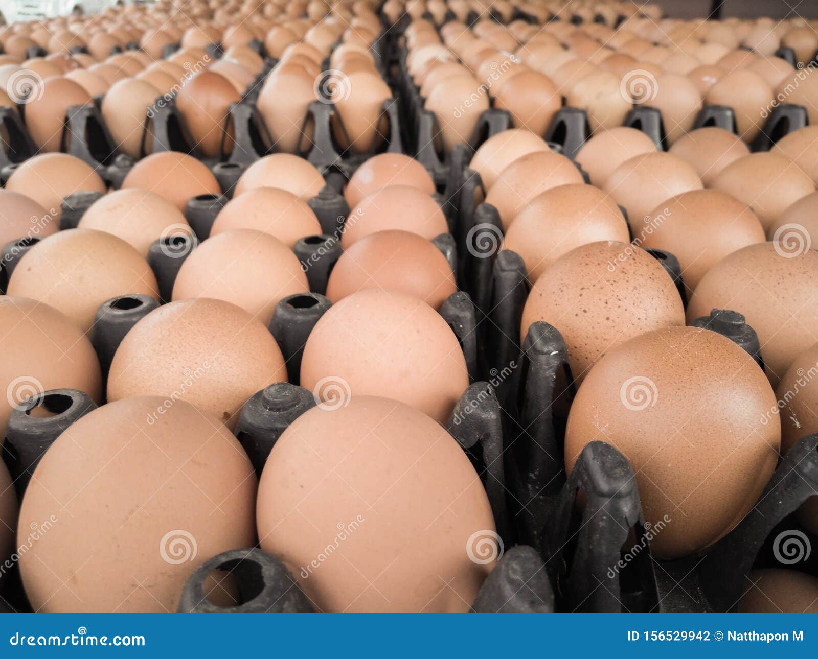 Many eggs lay on the panel stock photo. Image of sizes - 156529942