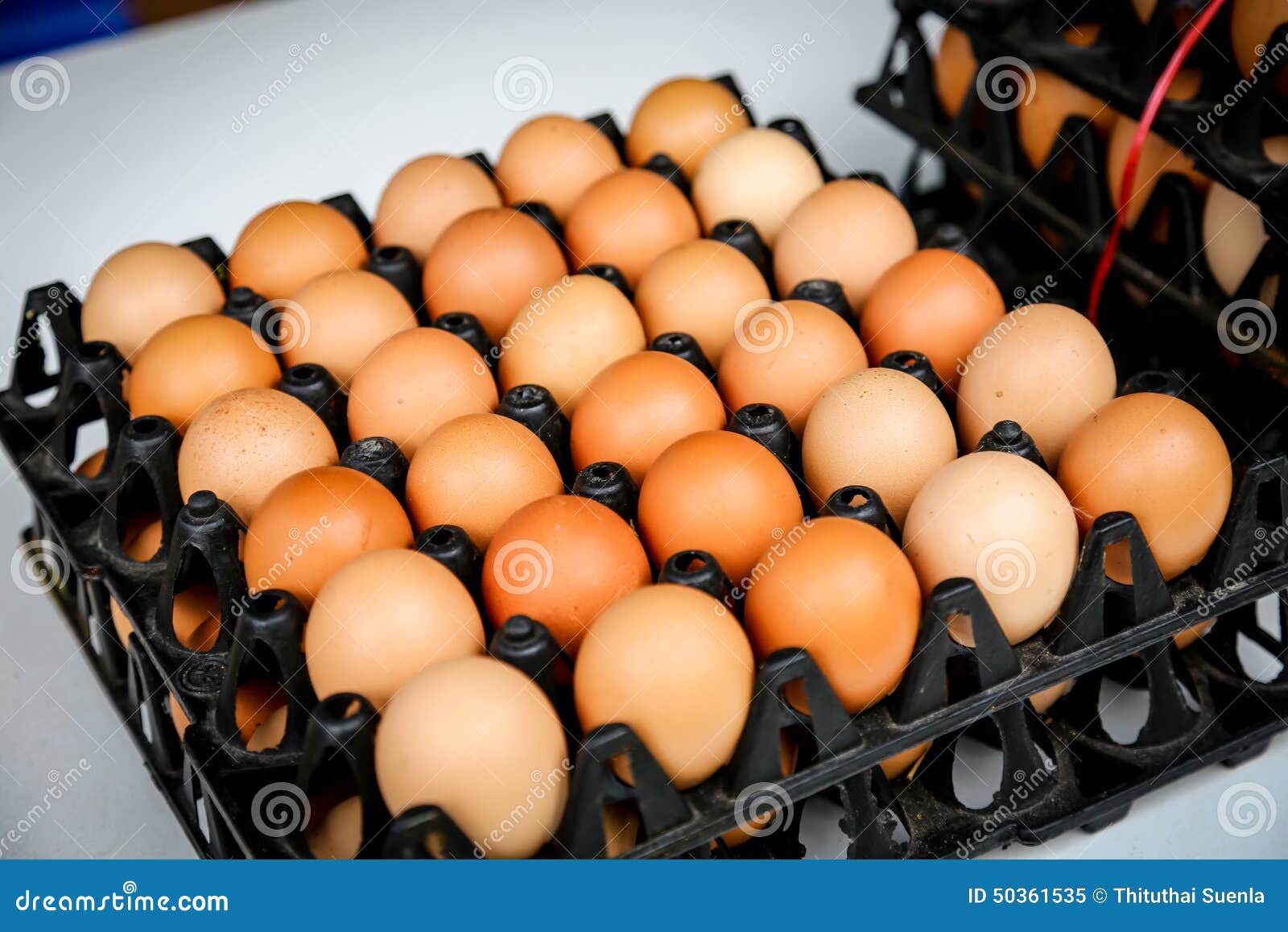 Many eggs stock image. Image of eggs, ratchaburi, produce - 50361535