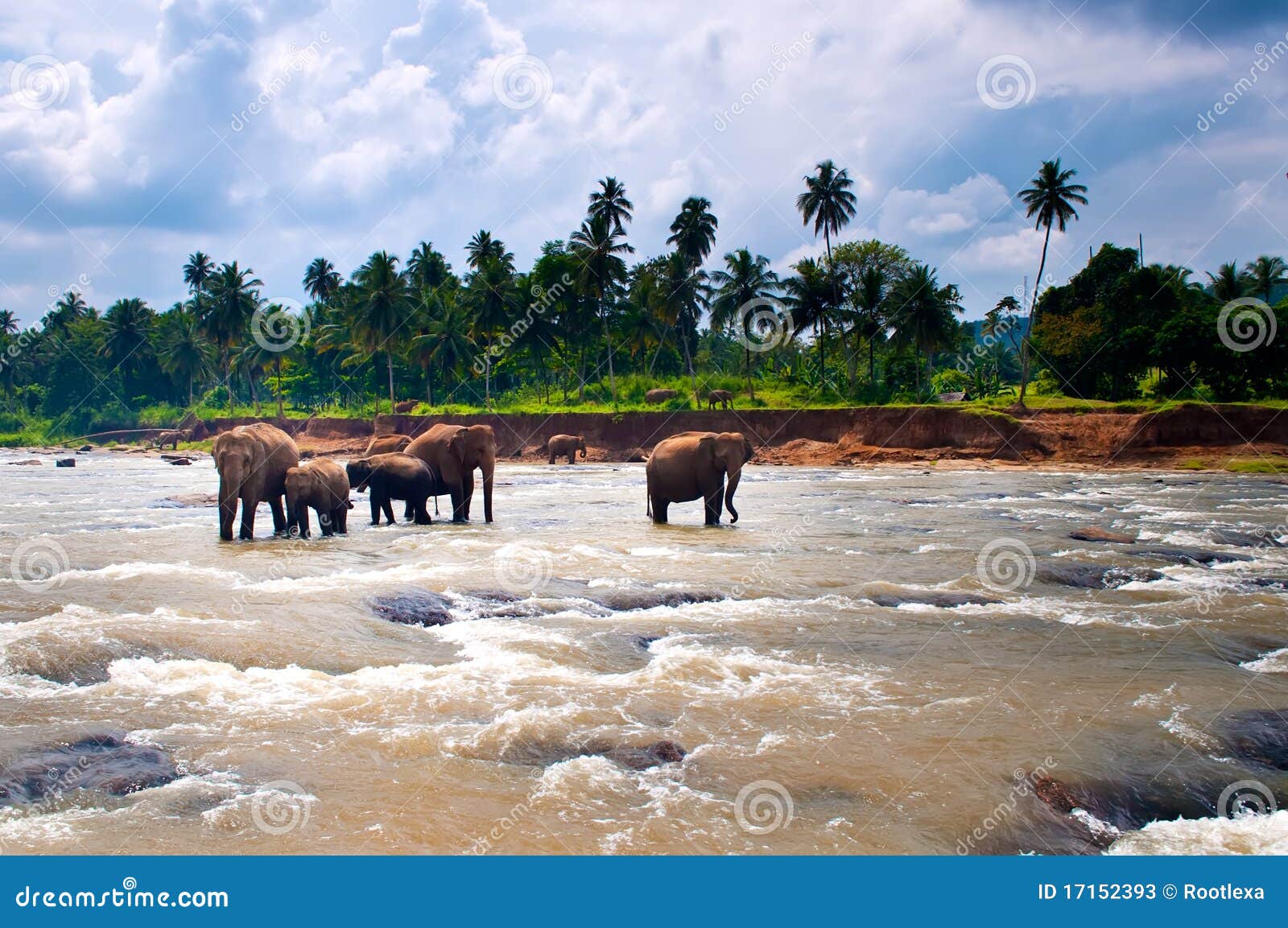 Many elephants stock image. Image of elephant, animals - 17152393