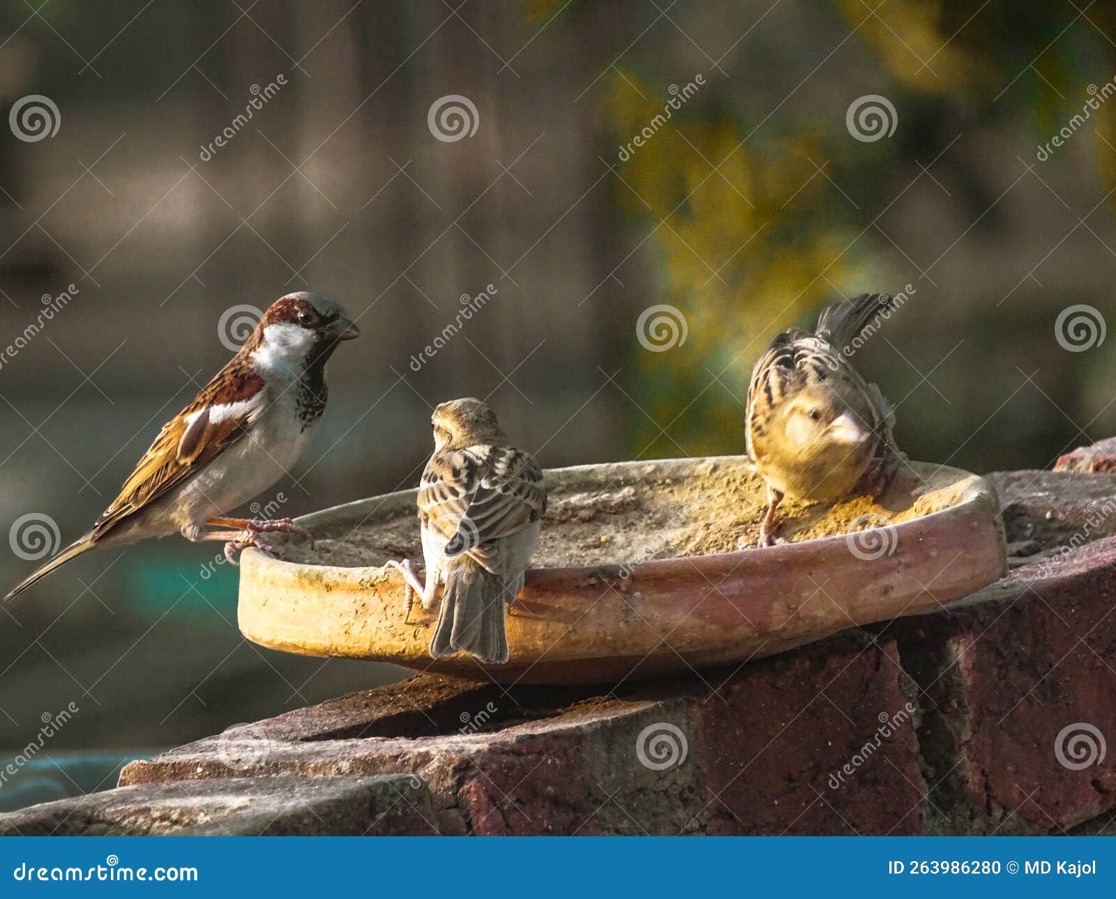 The Many Faces of Sparrows: a Look at the Different Species Stock Photo ...