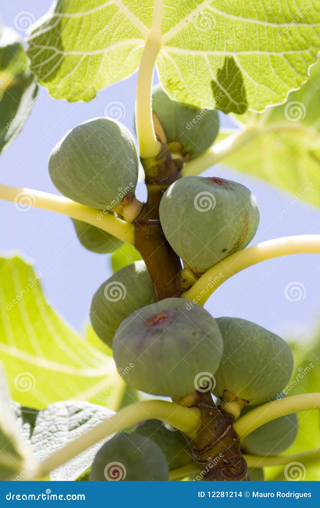 Many figs on the tree stock photo. Image of bunch, crop - 12281214