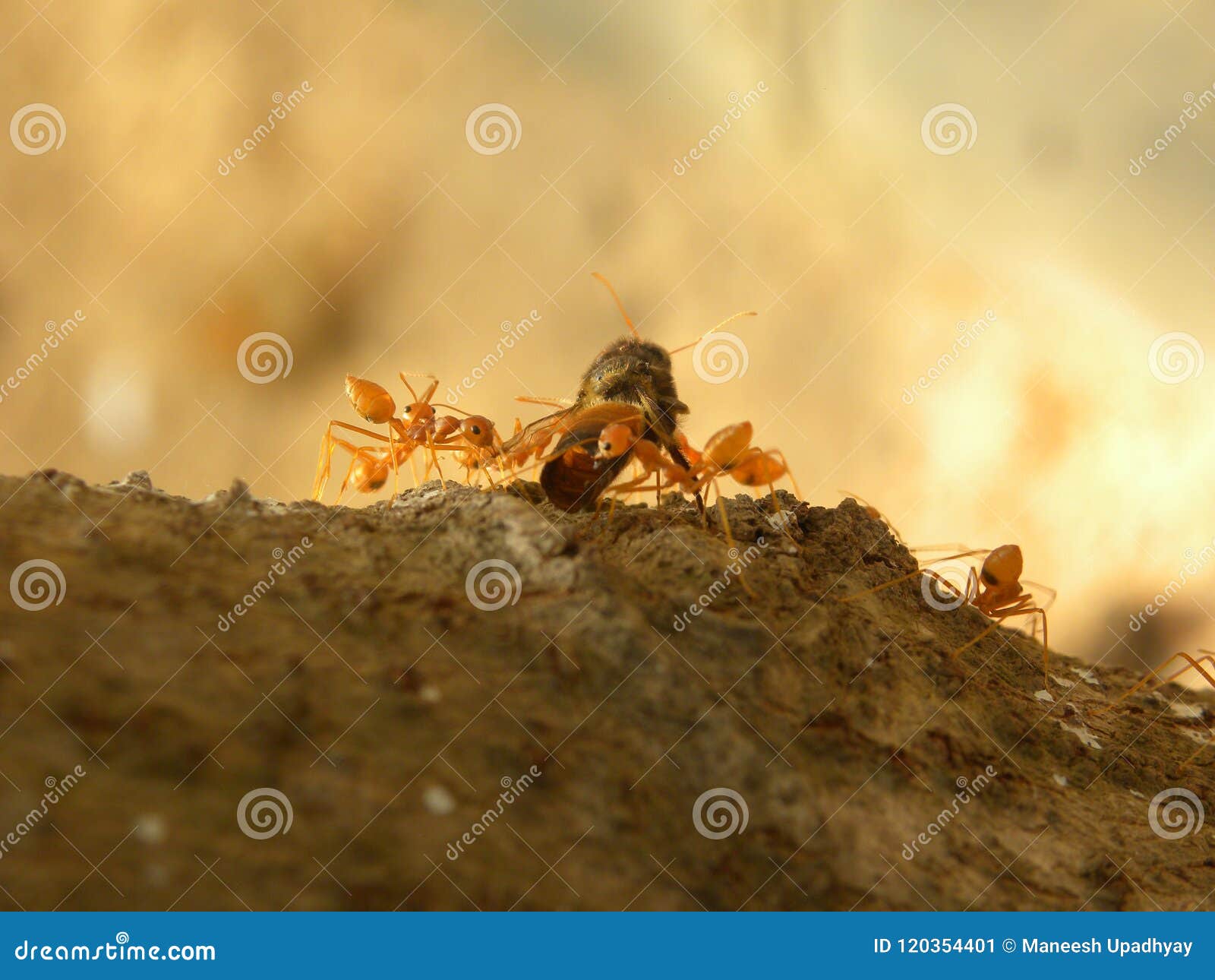 Many Fire Ants Carrying an Insect Stock Image - Image of little, small ...