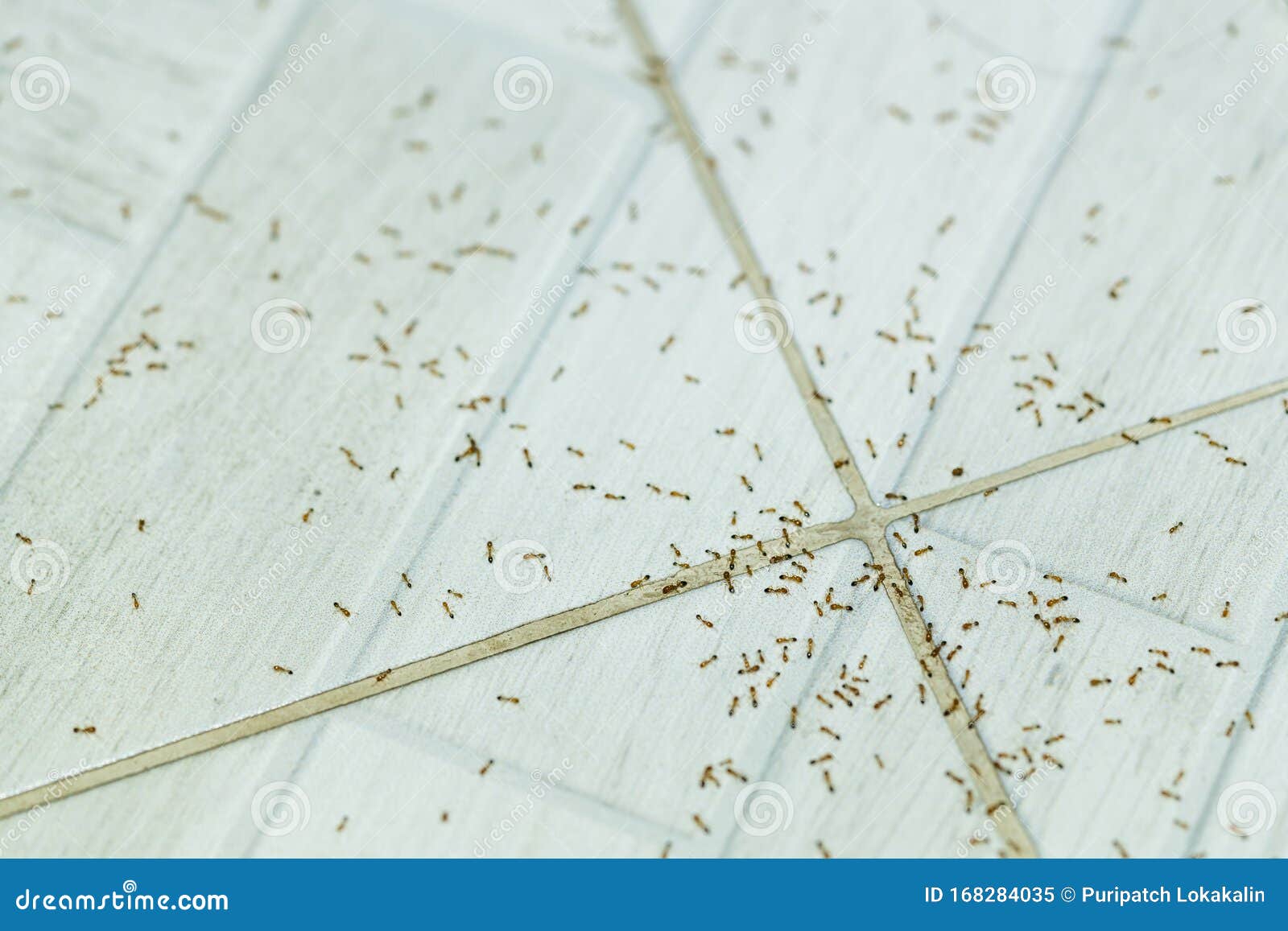 Many Fire Ants on the Tile Floor Stock Image - Image of itch, kitchen ...