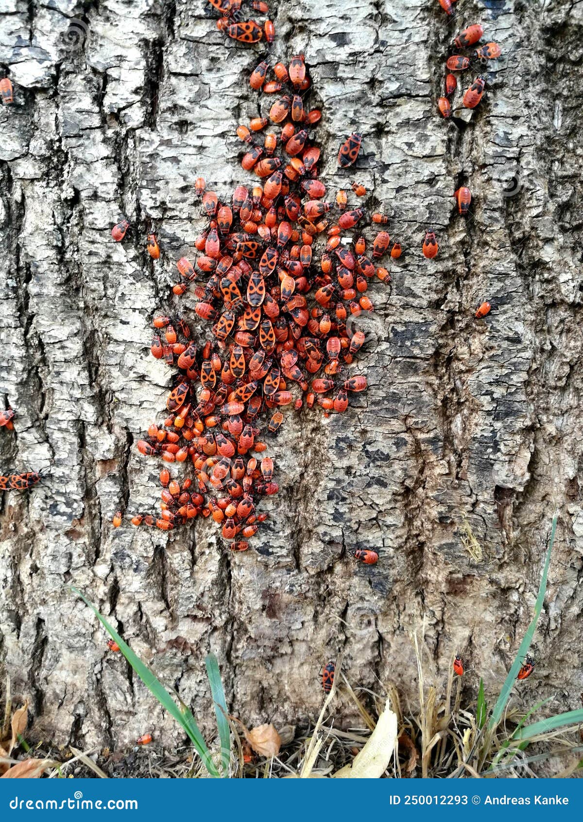 Many fire bugs on a tree stock image. Image of tree - 250012293