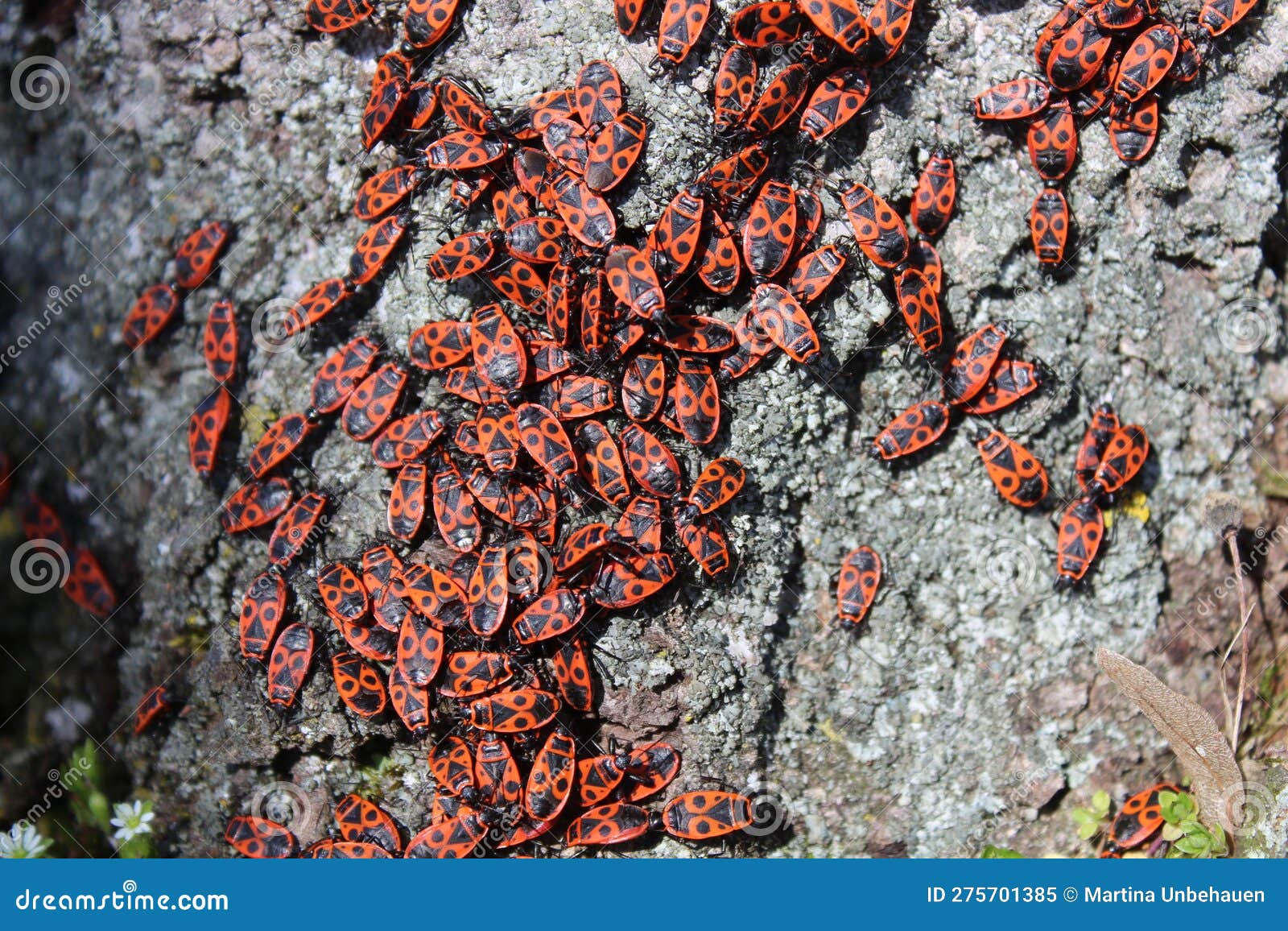 Many fire bugs on a tree stock image. Image of soil - 275701385