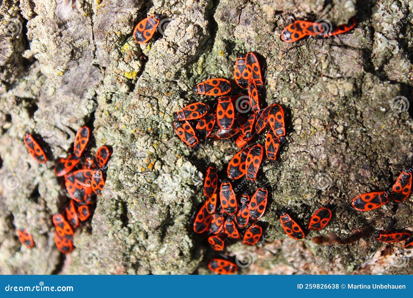Many fire bugs stock photo. Image of insects, animal - 259826638