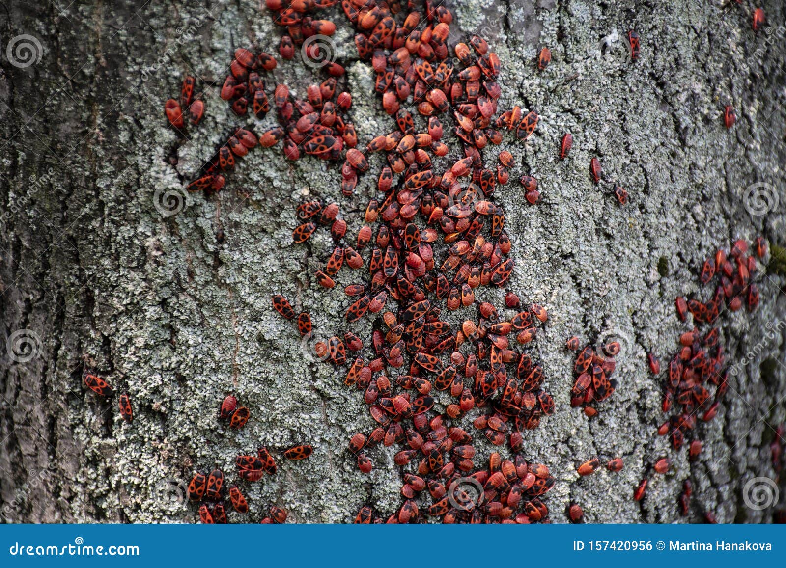 Many Firebugs on a Tree in Different Stages of Development Stock Photo ...