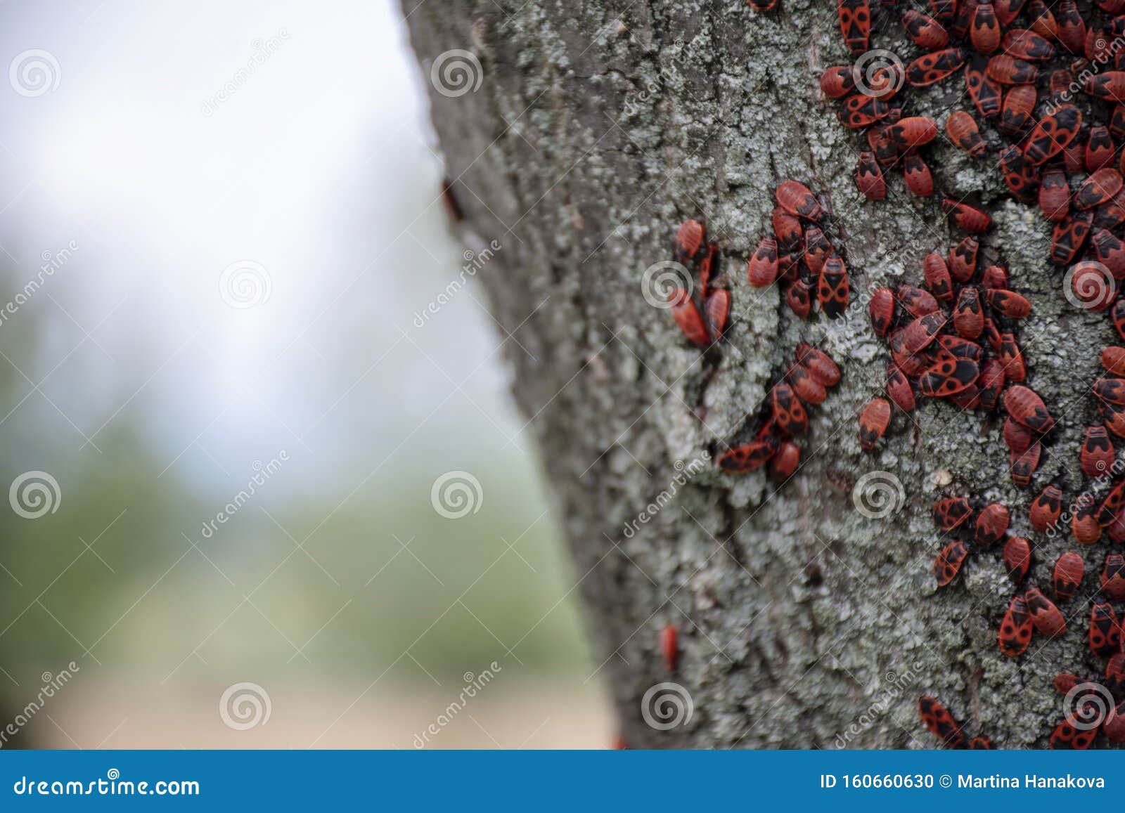 Many Firebugs on a Tree in Different Stages of Development Stock Photo ...