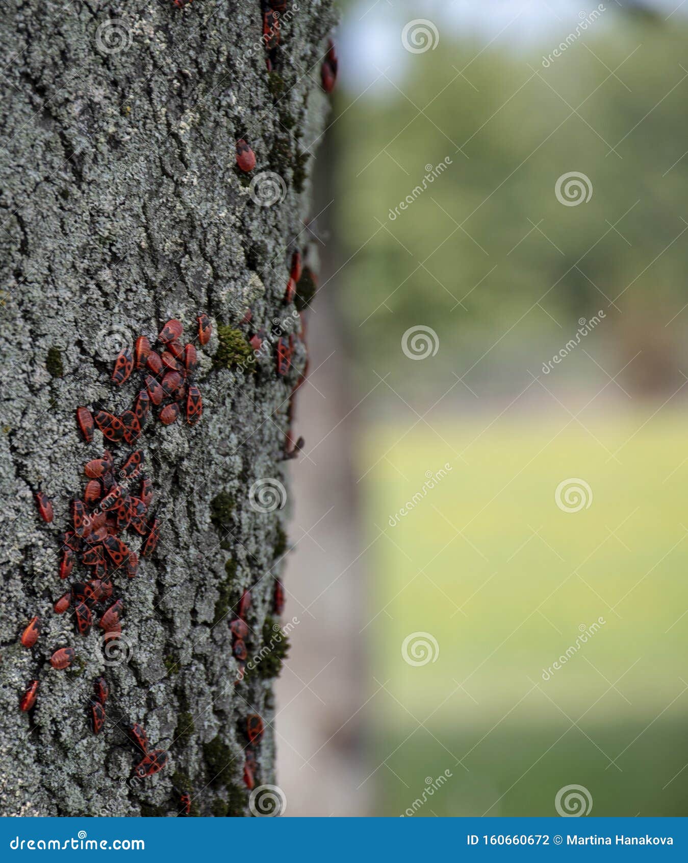 Many Firebugs on a Tree in Different Stages of Development Stock Photo ...