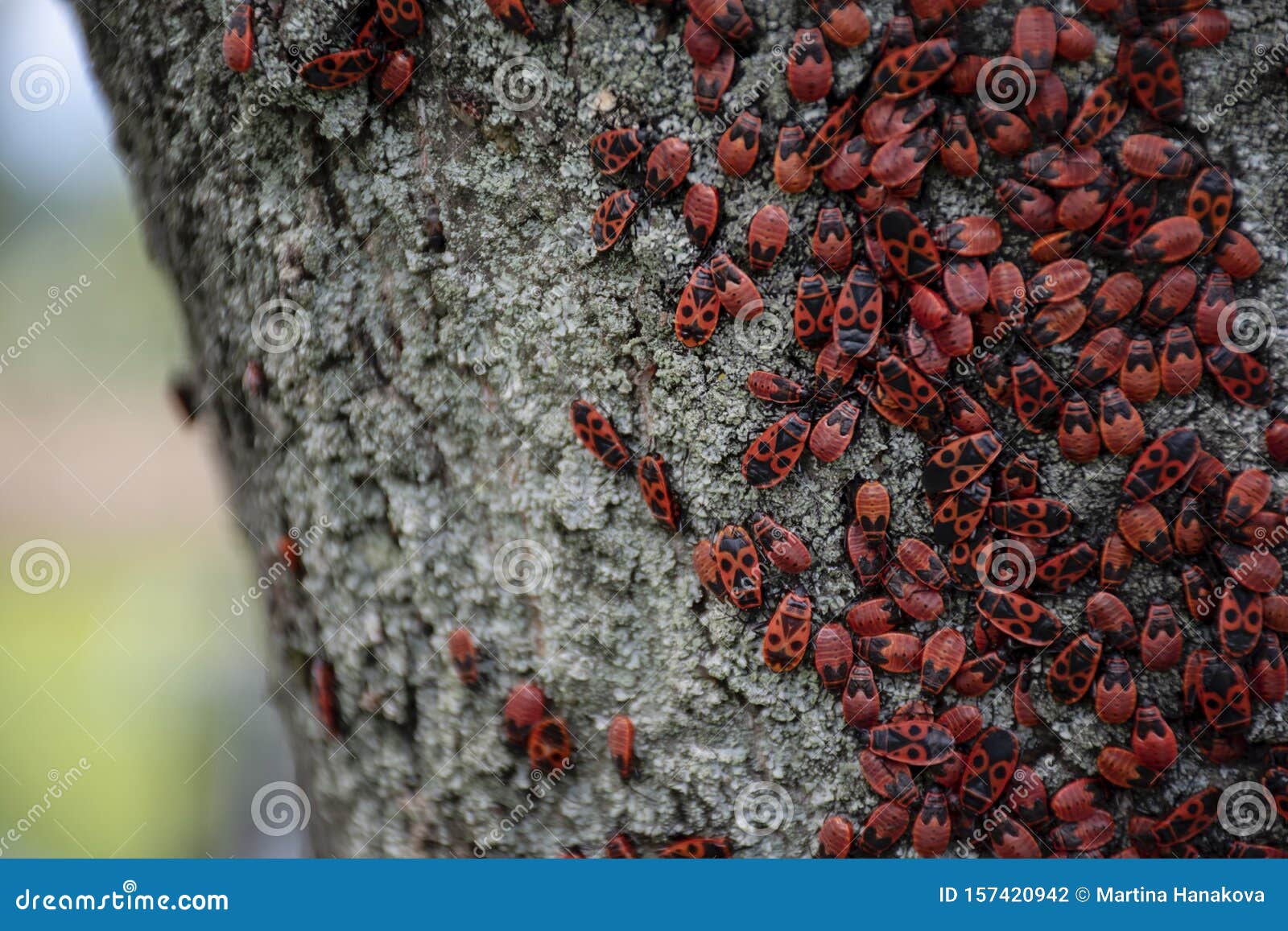 Many Firebugs on a Tree in Different Stages of Development Stock Photo ...