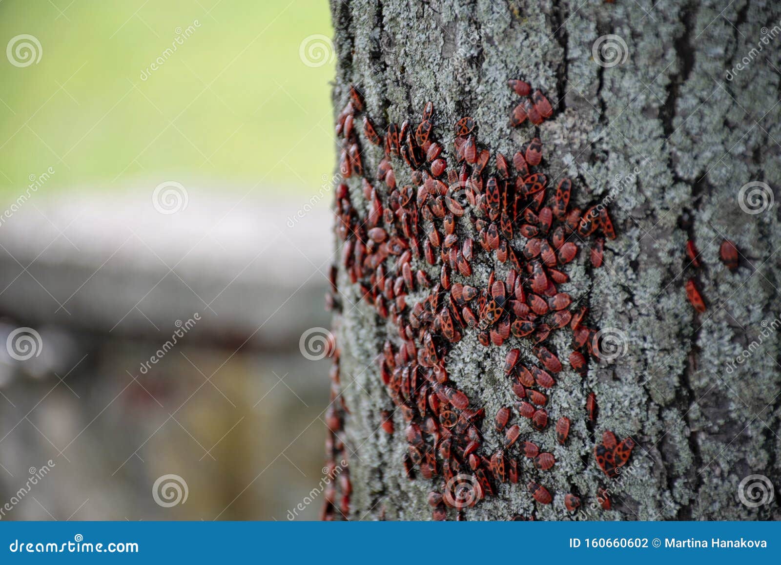 Many Firebugs on a Tree in Different Stages of Development Stock Photo ...