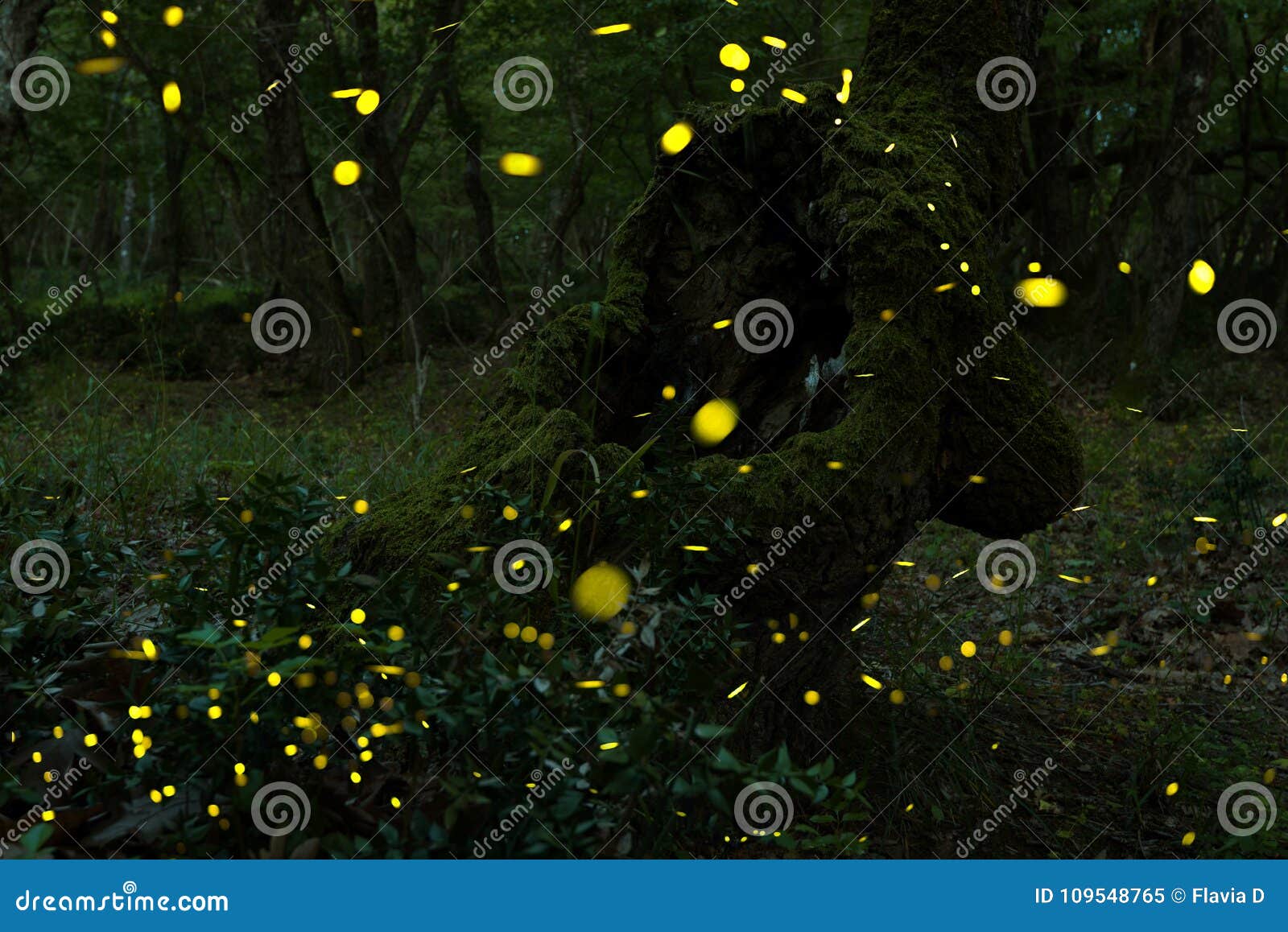 Many Fireflies in the Summer at the Fairy Forest. Stock Image - Image ...