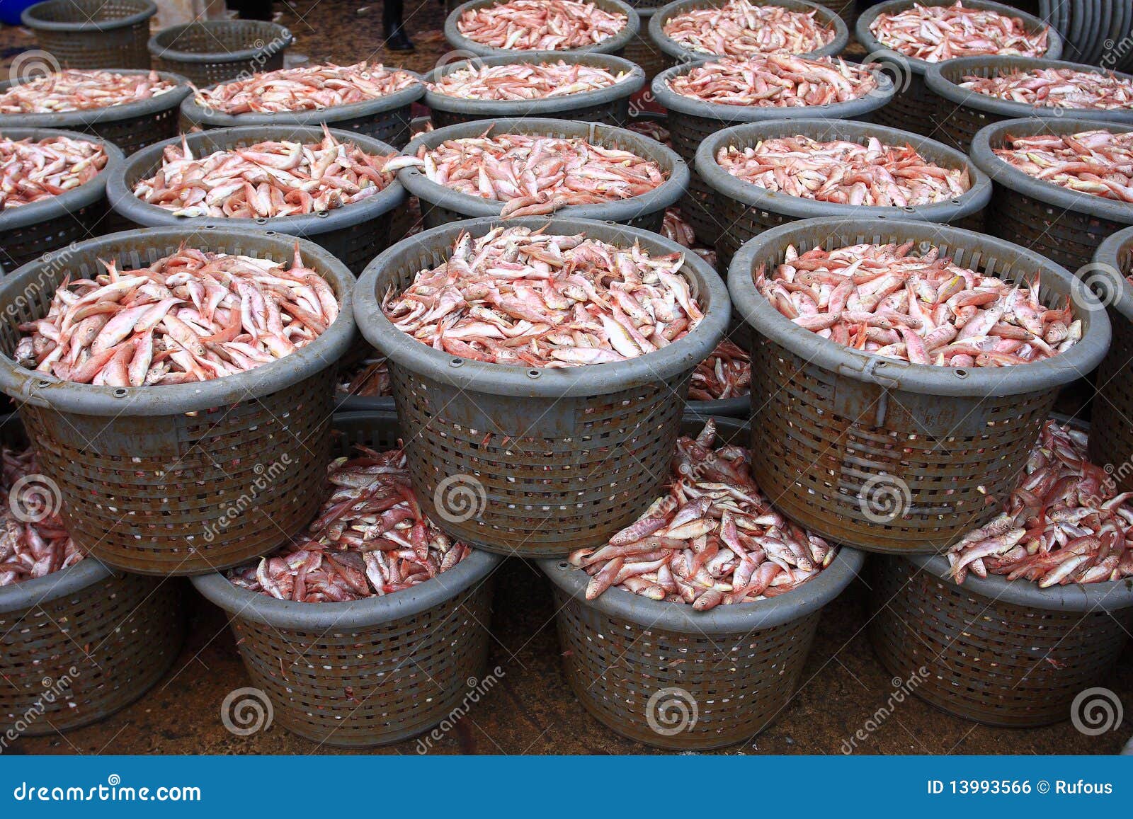 Many fish. stock photo. Image of lots, caught, marine - 13993566