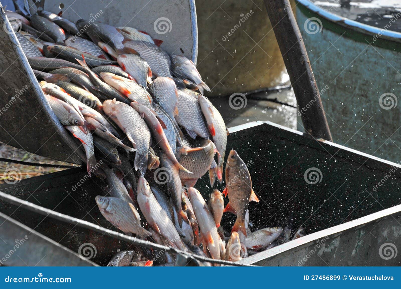 Many fish stock image. Image of booty, nature, full, drop - 27486899