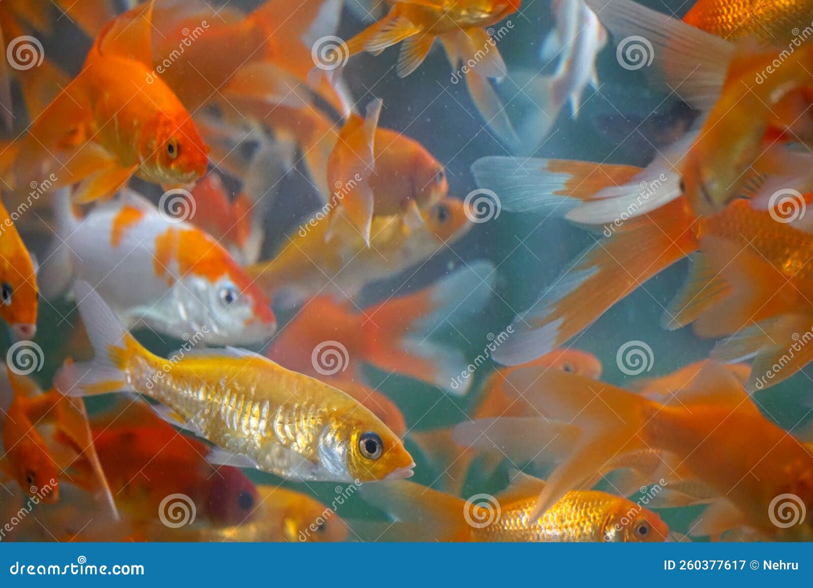 Many fish in an aquarium stock image. Image of liquid - 260377617