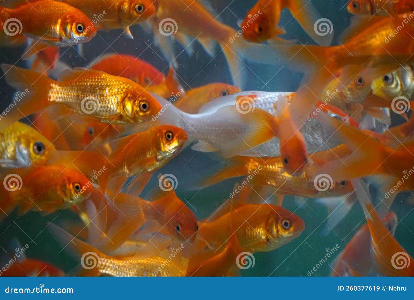 Many fish in an aquarium stock image. Image of golden - 260377619