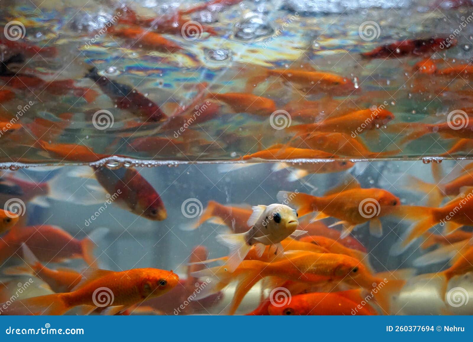 Many fish in an aquarium stock photo. Image of beauty - 260377694