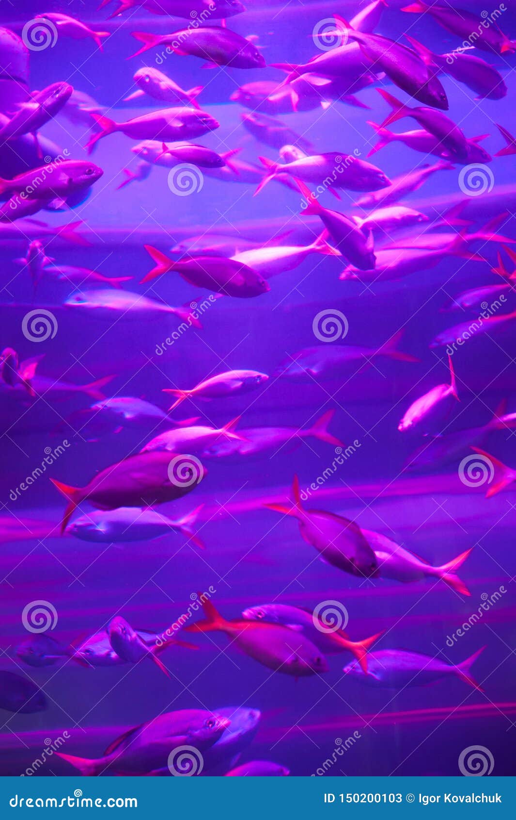 Many fish in aquarium stock image. Image of wild, snorkeling - 150200103