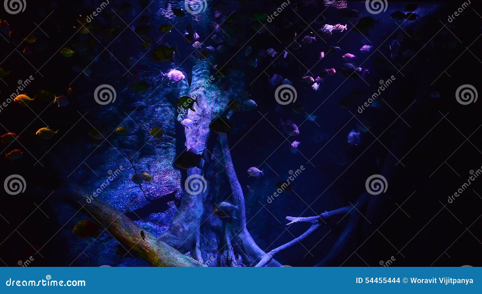 Many fish in aquarium stock photo. Image of ocean, underwater - 54455444