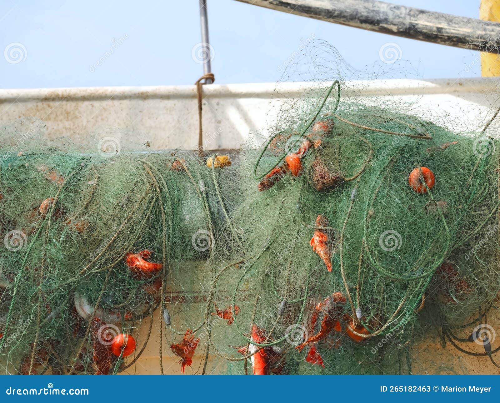 Fish Caught in a Fisher Net Stock Image - Image of nature, nets: 265182463