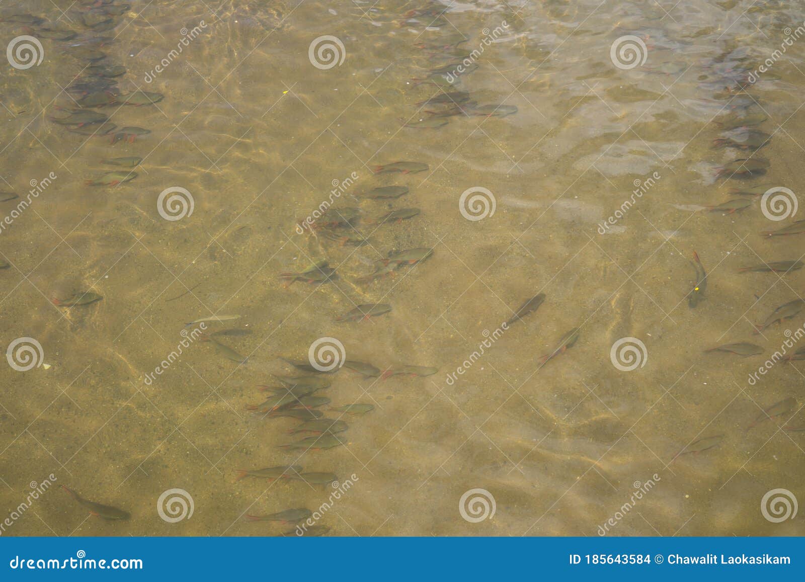 Many fish in the river stock photo. Image of pond, green - 185643584