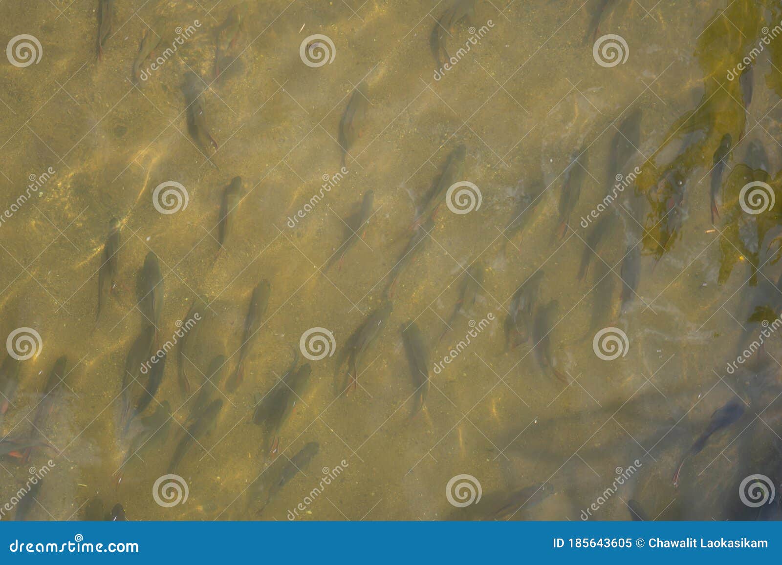Many fish in the river stock image. Image of water, ecology - 185643605