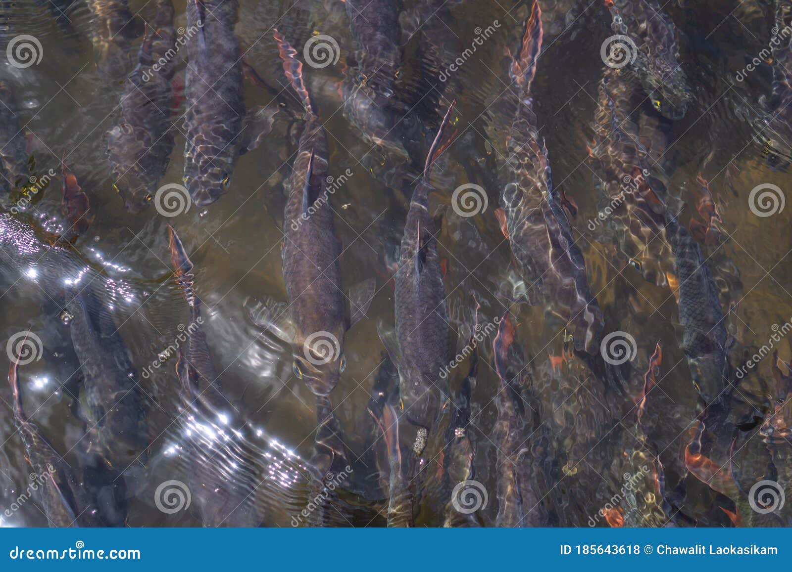 Many fish in the river stock photo. Image of beautiful - 185643618