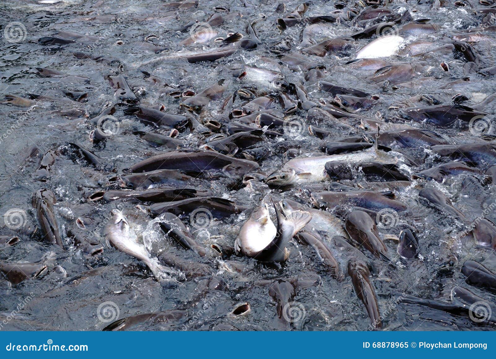Many Fish are Fight Over for Food Stock Image - Image of freshwater ...