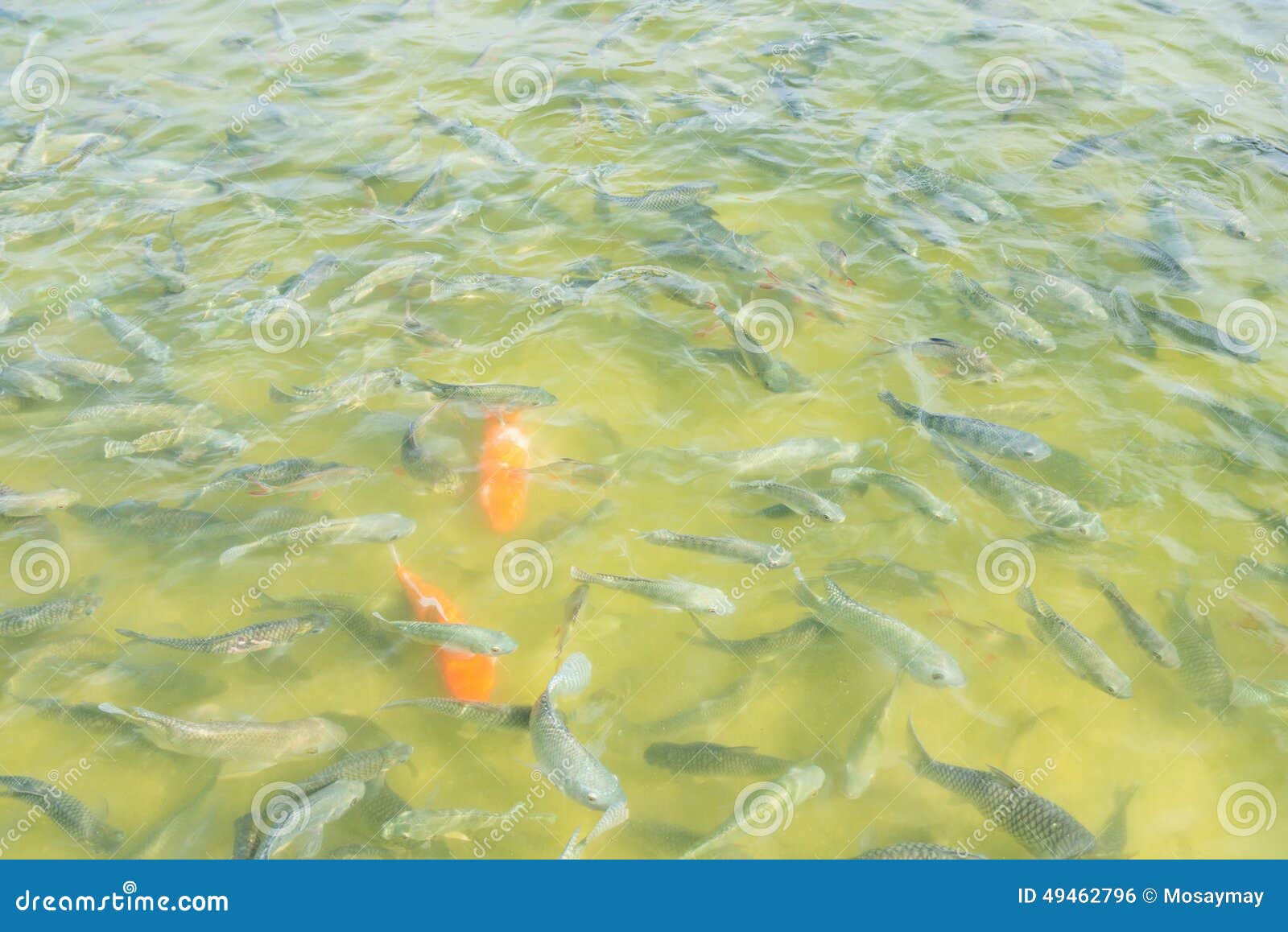 892 Many Fish Lagoon Photos - Free & Royalty-Free Stock Photos from ...