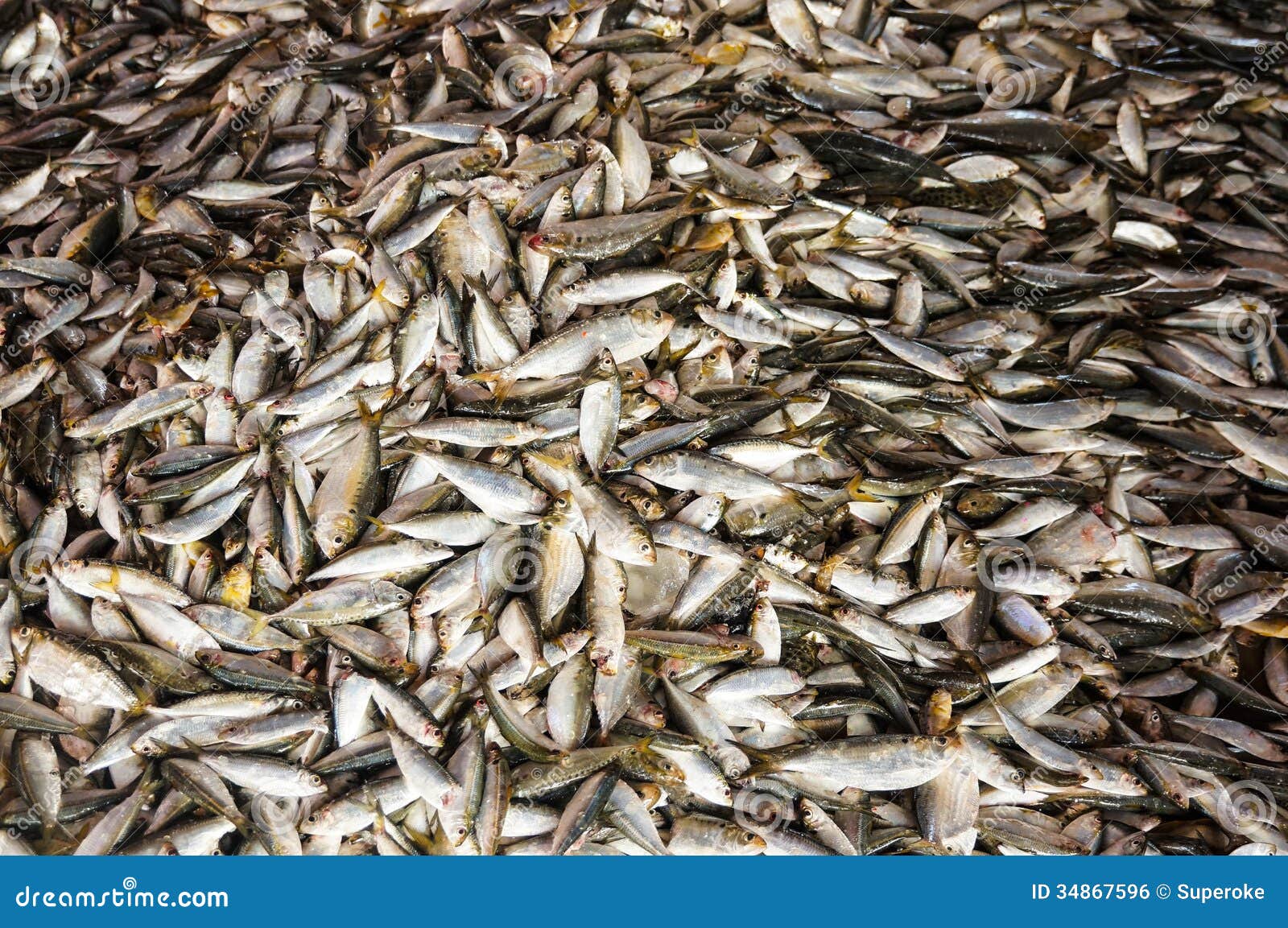 Many fish in the market stock photo. Image of dinner - 34867596