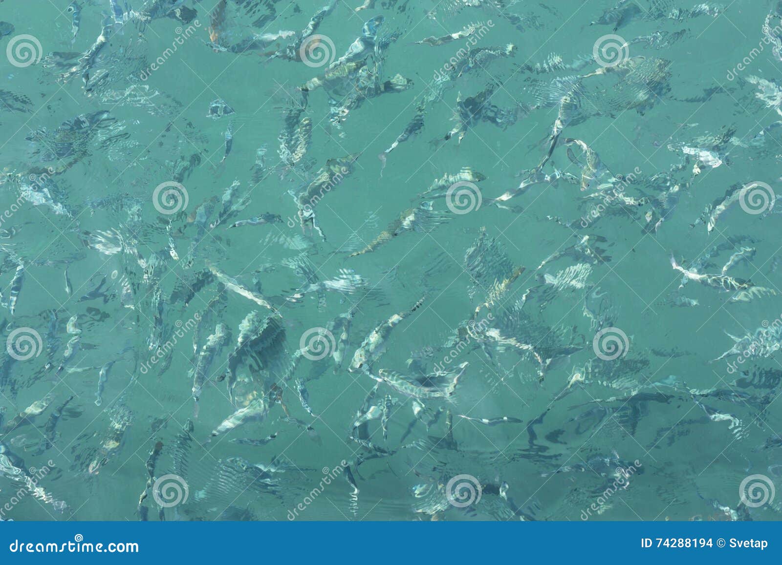 Many Fish in Motion on the Beautiful Water Surface. Top View Photo ...