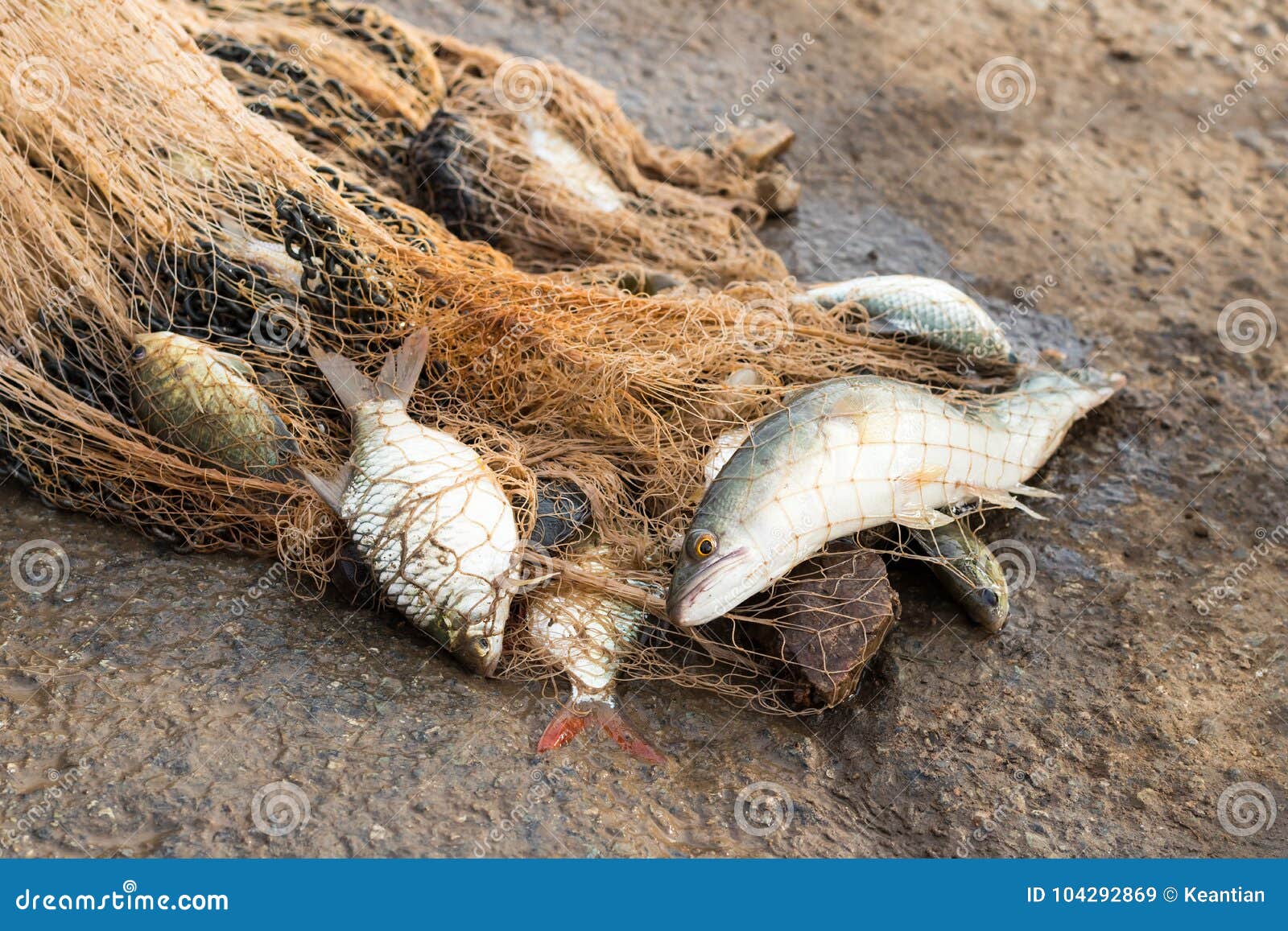 Many Fish in Netting on Soil. Stock Image - Image of catch, fish: 104292869