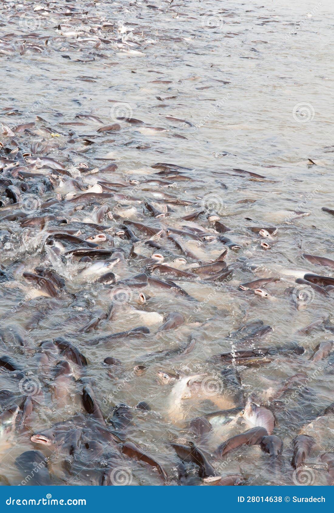 Many fish in pond stock photo. Image of mouth, breed - 28014638