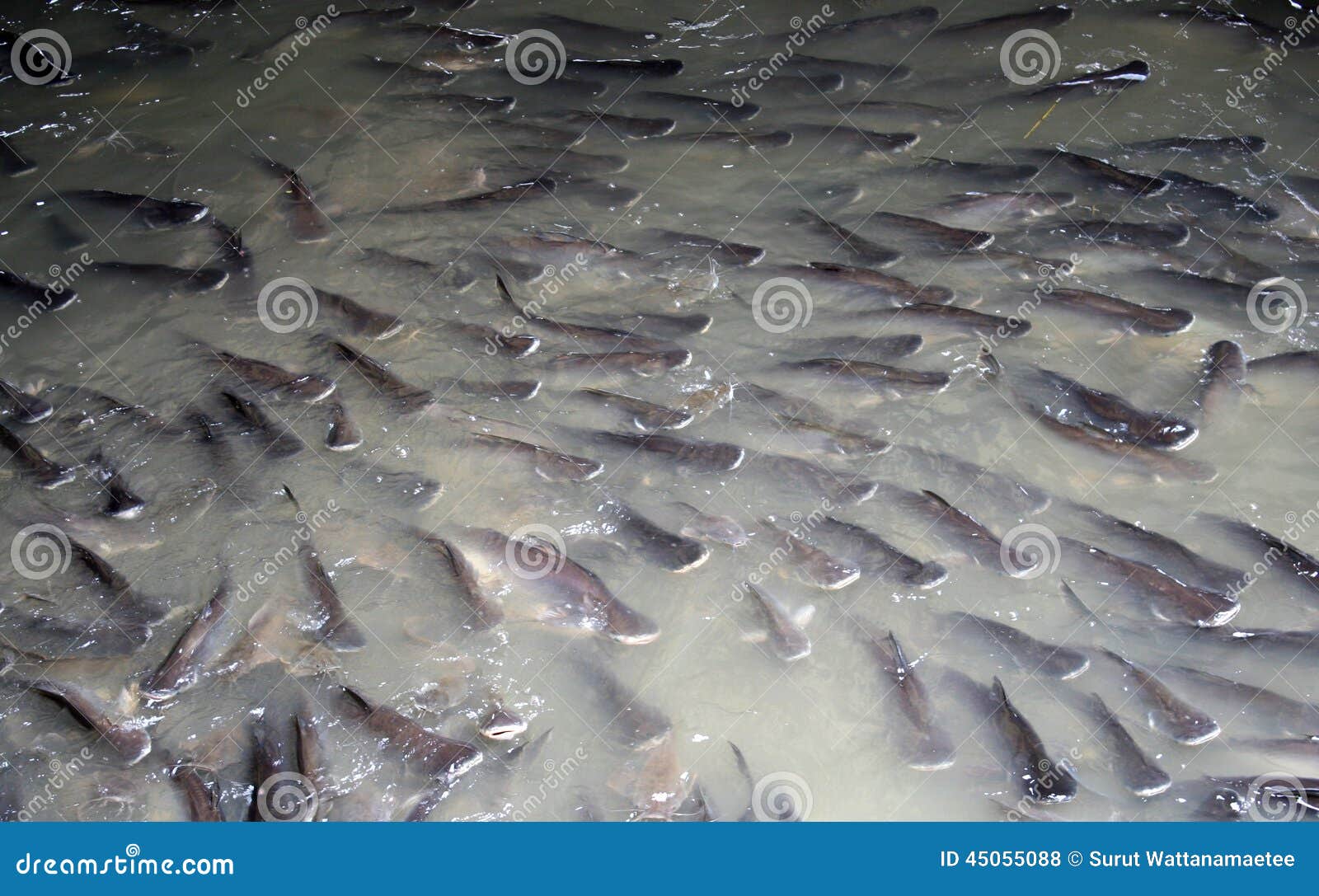 Many fish stock photo. Image of feeding, ecological, eating - 45055088