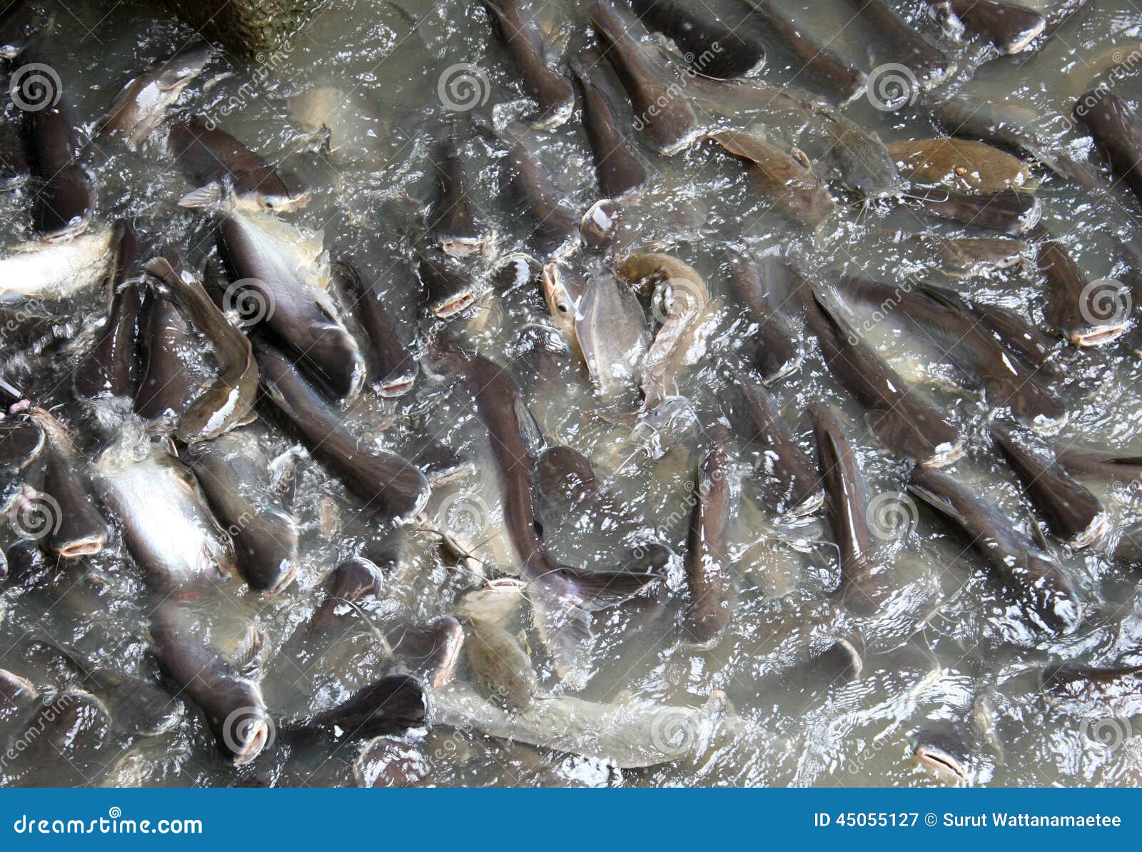 Many fish stock image. Image of carp, full, nature, orange - 45055127
