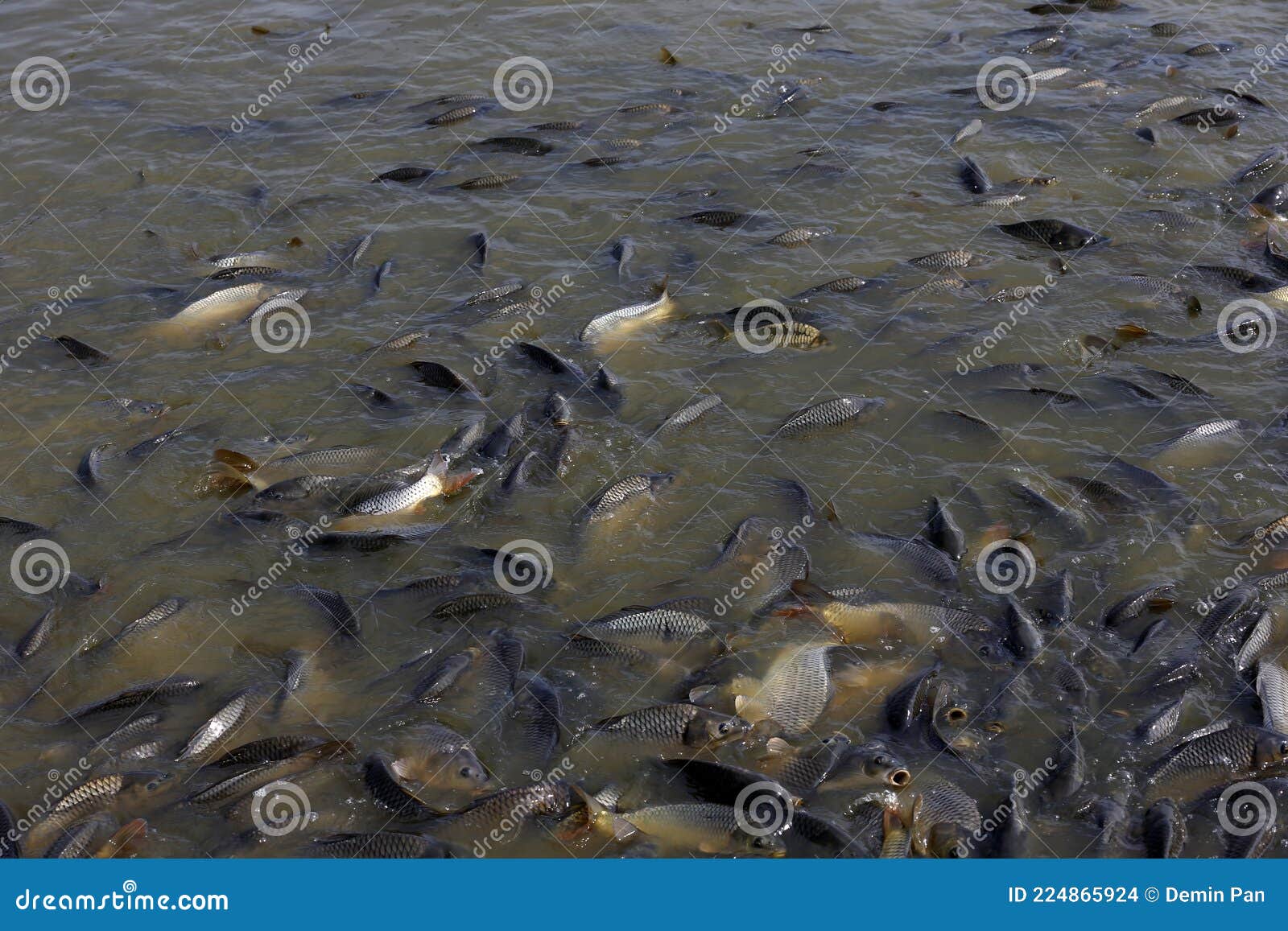 Many of the fish pond stock photo. Image of fishing - 224865924