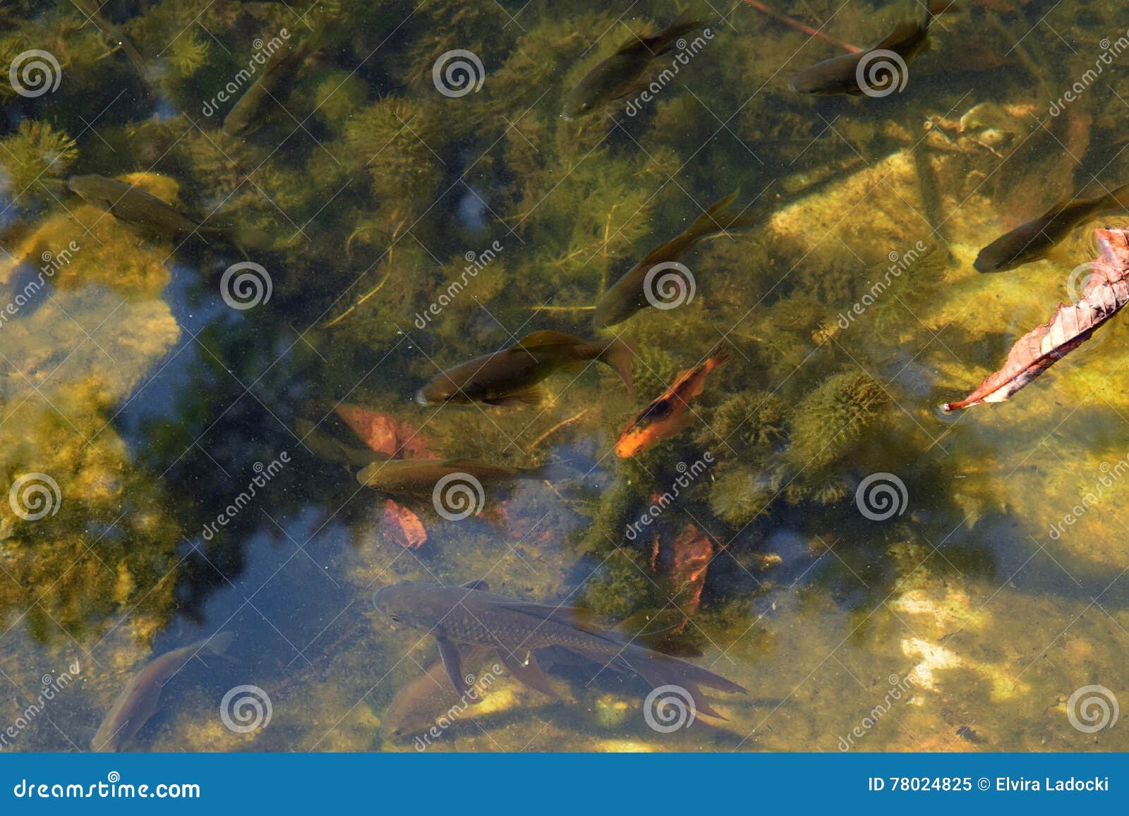 Many fish stock image. Image of love, garden, purple - 78024825