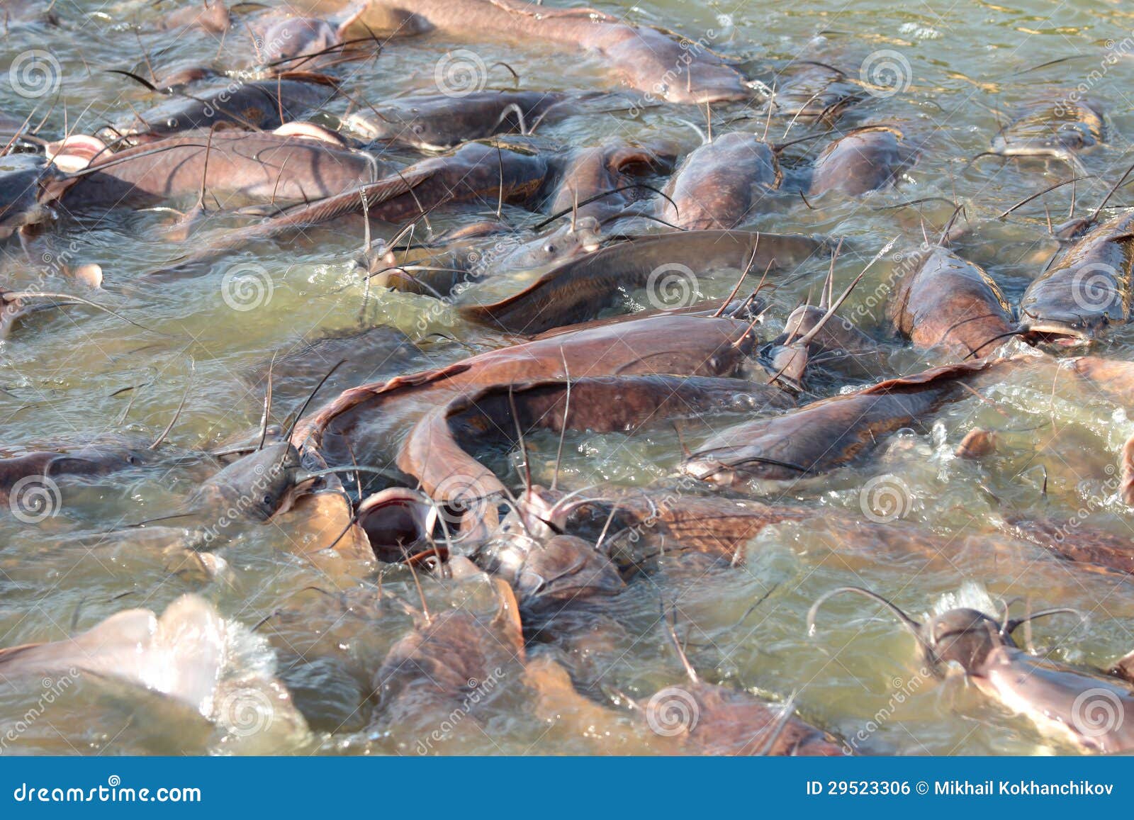 Many Fish Splashing in Lake Stock Photo - Image of large, asian: 29523306